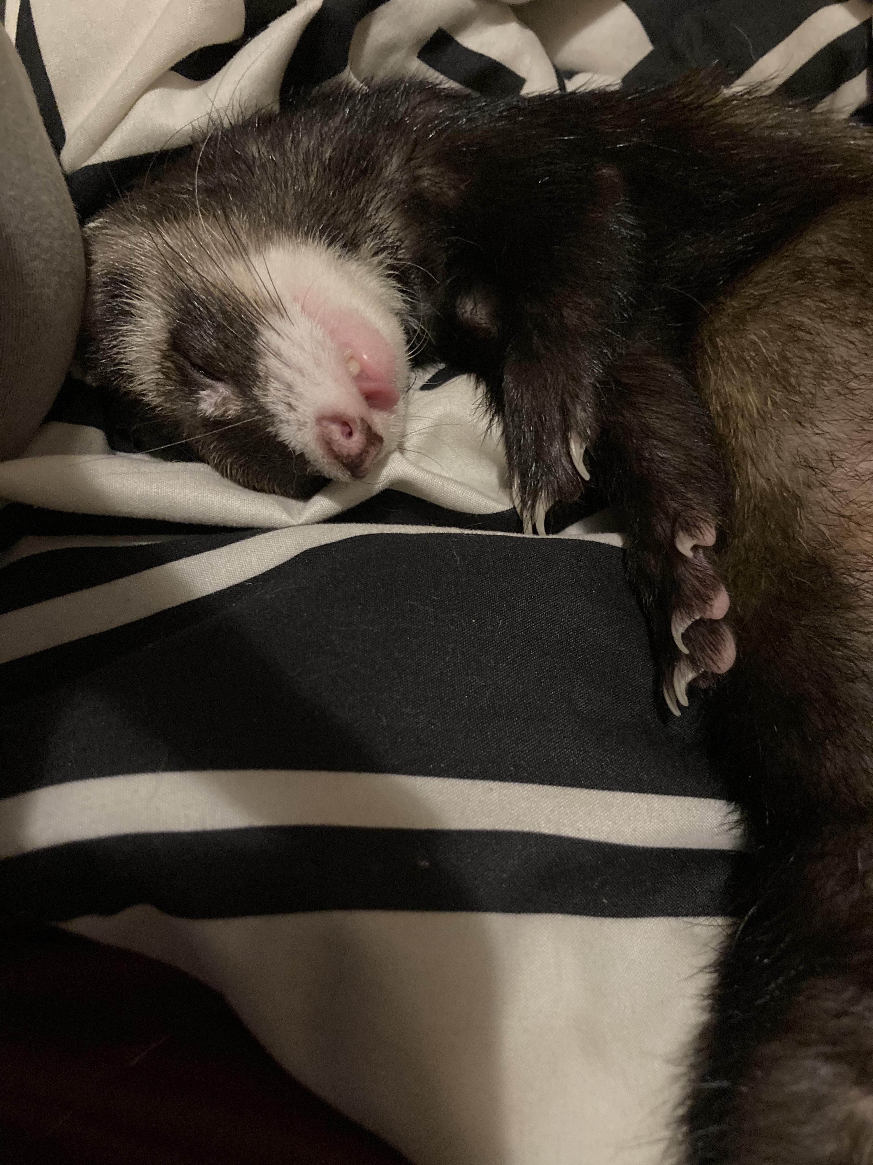 Sleeping ferret blup | Scrolller