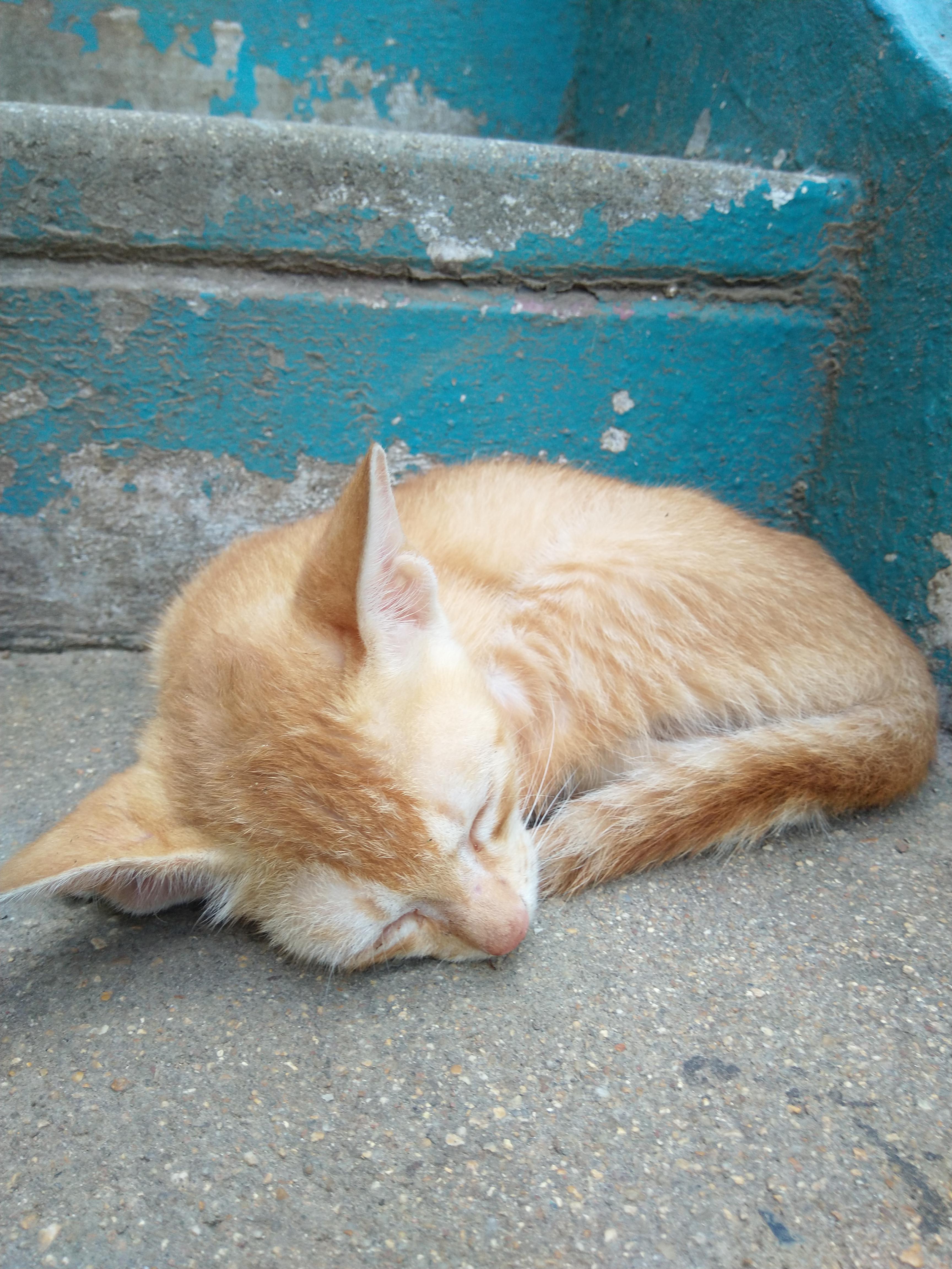 Sleeping Ginger Kitty in steps | Scrolller