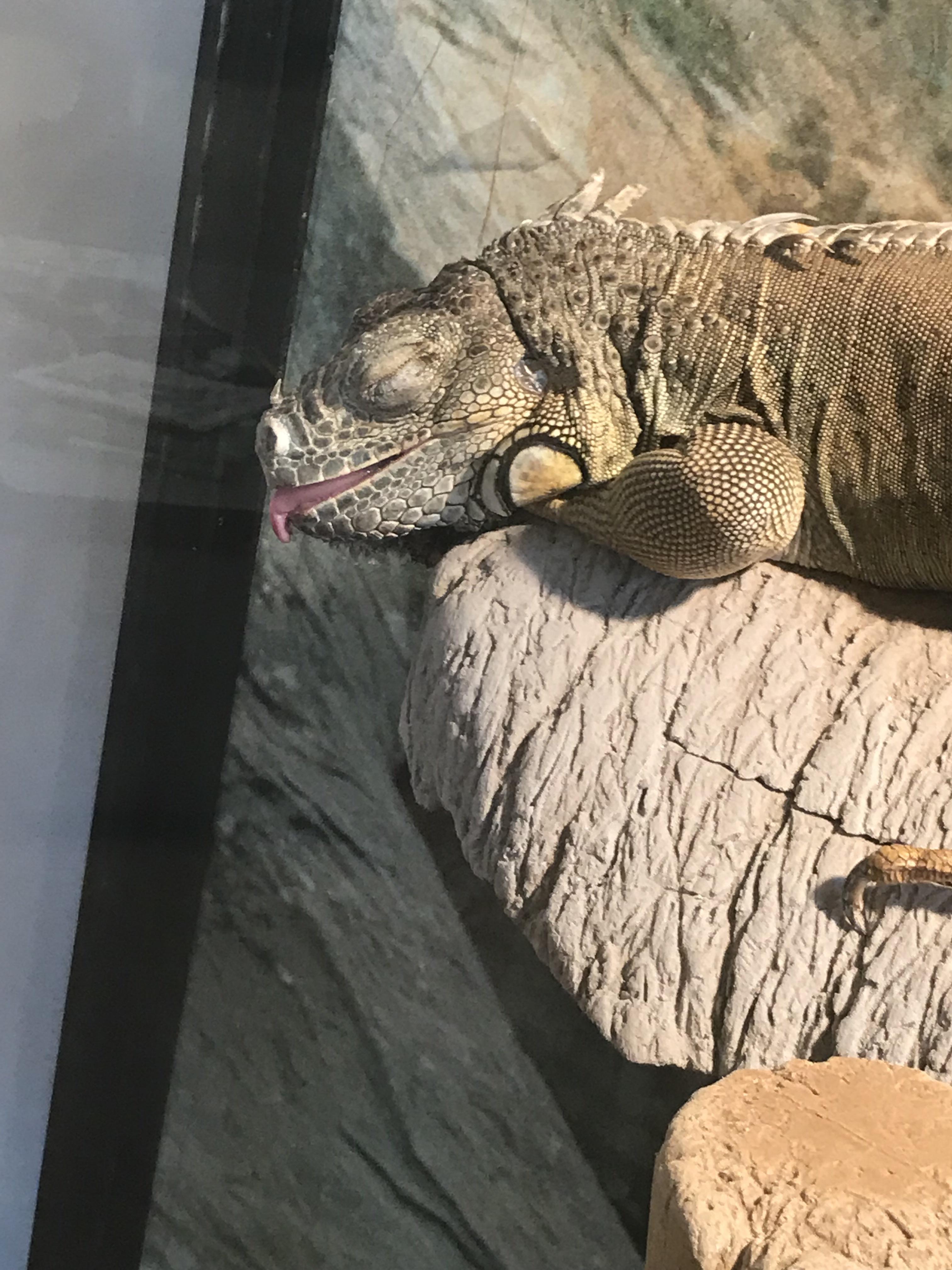 Sleeping lizard blup | Scrolller