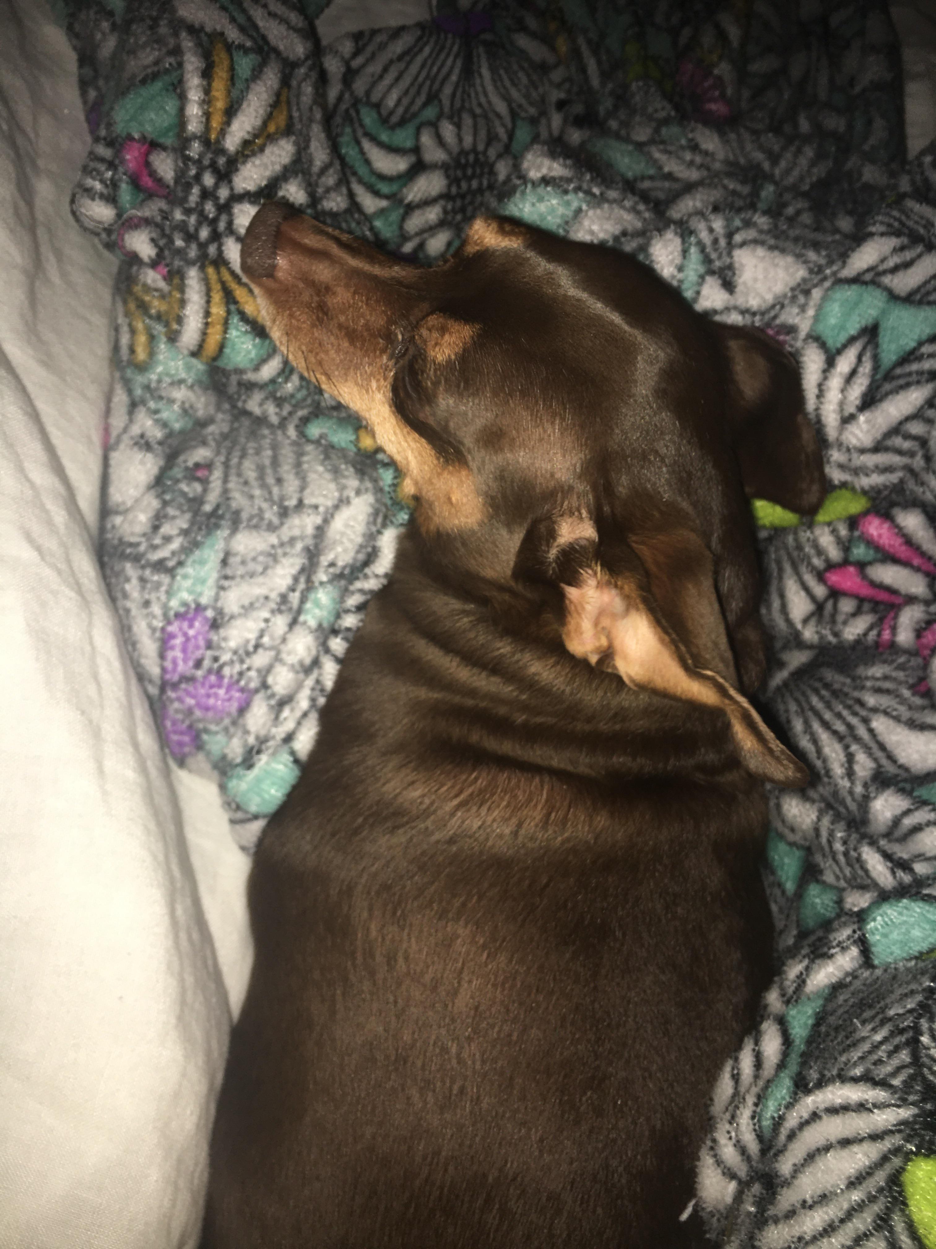 Sleeping loaf 🍞 | Scrolller