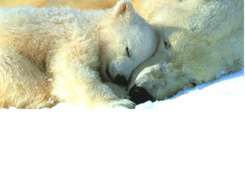 Sleeping polar bears | Scrolller