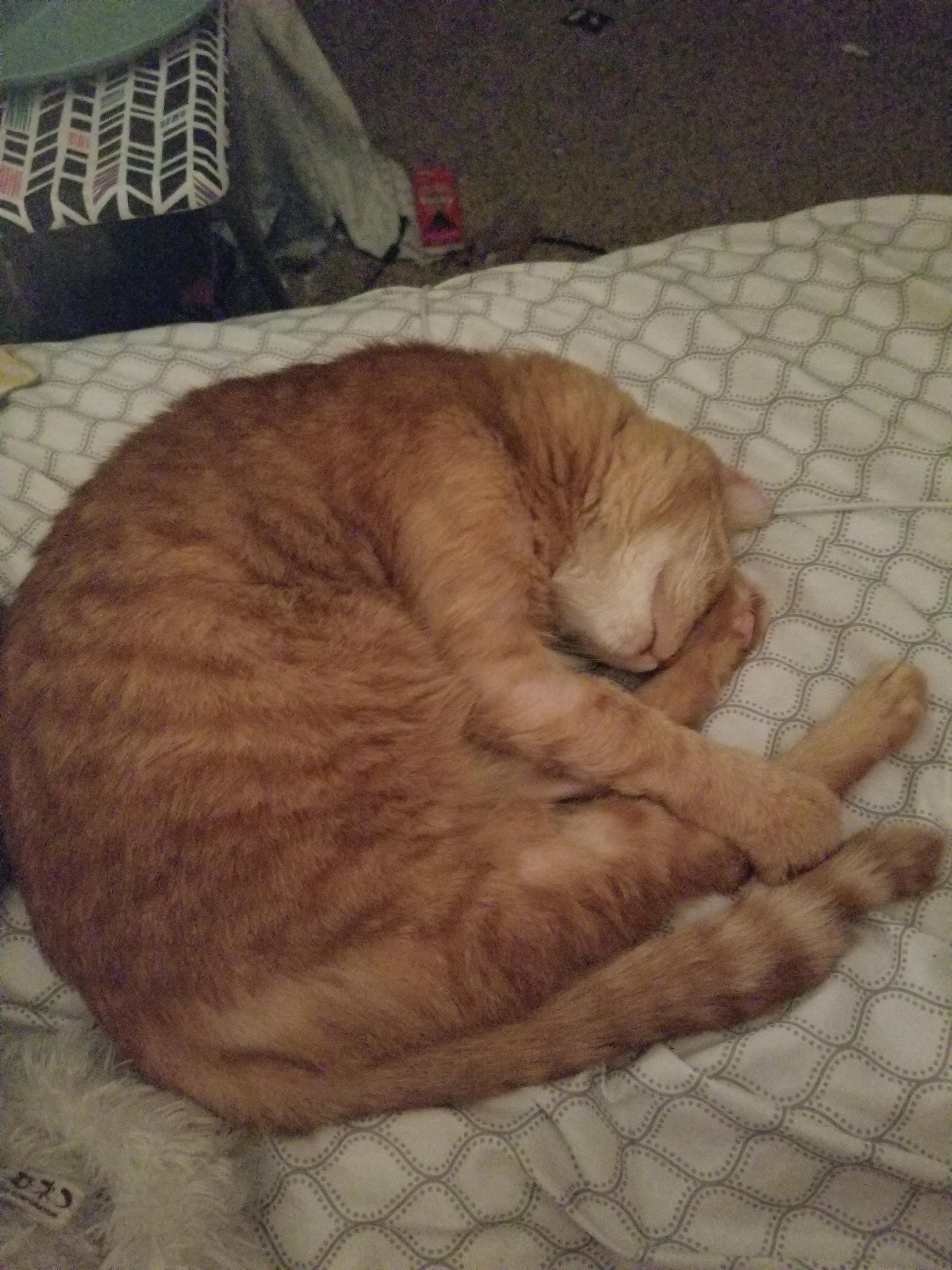 Sleeping pretzel | Scrolller