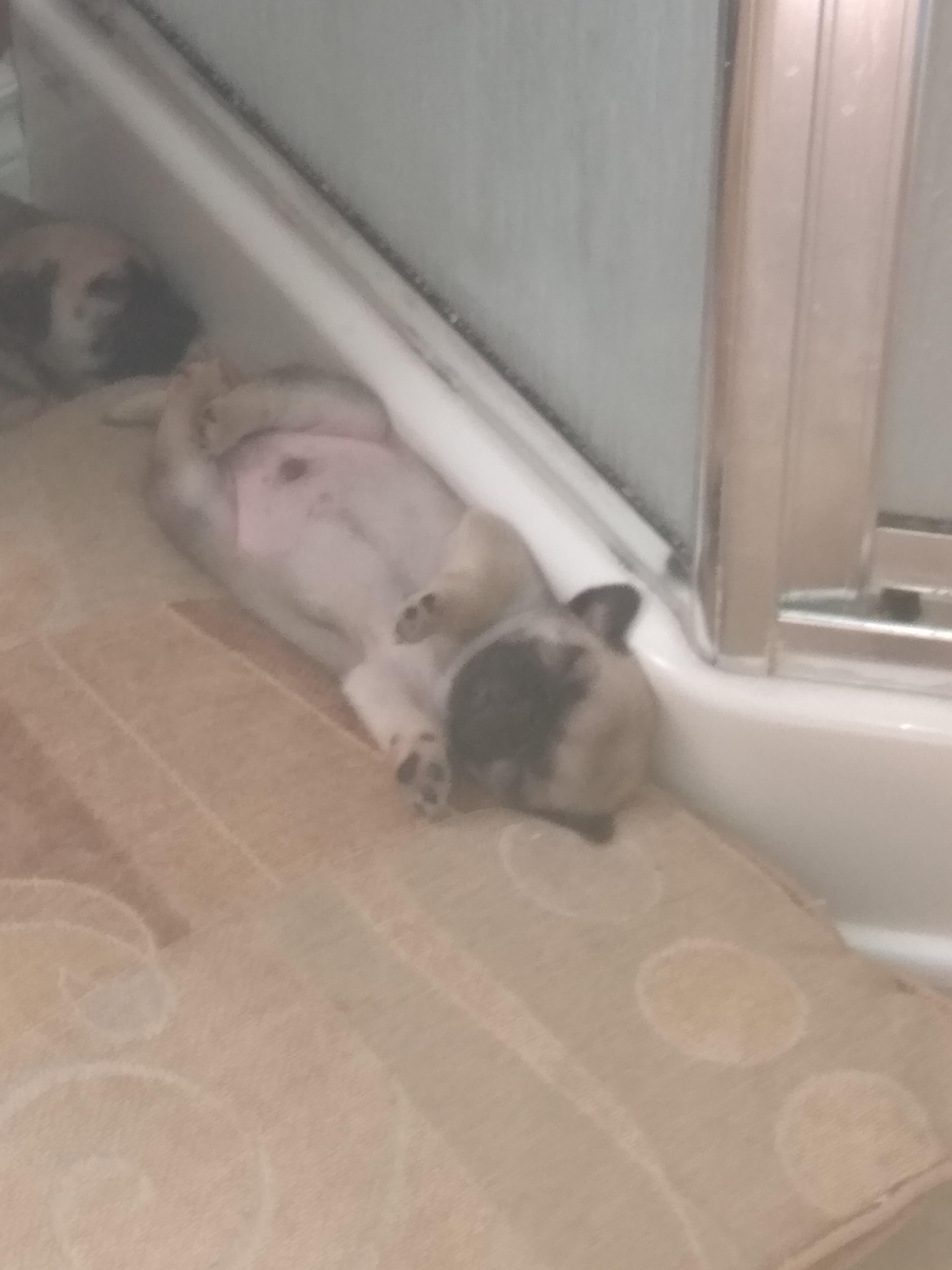 Sleeping pupper (sorry for the bad quality) | Scrolller