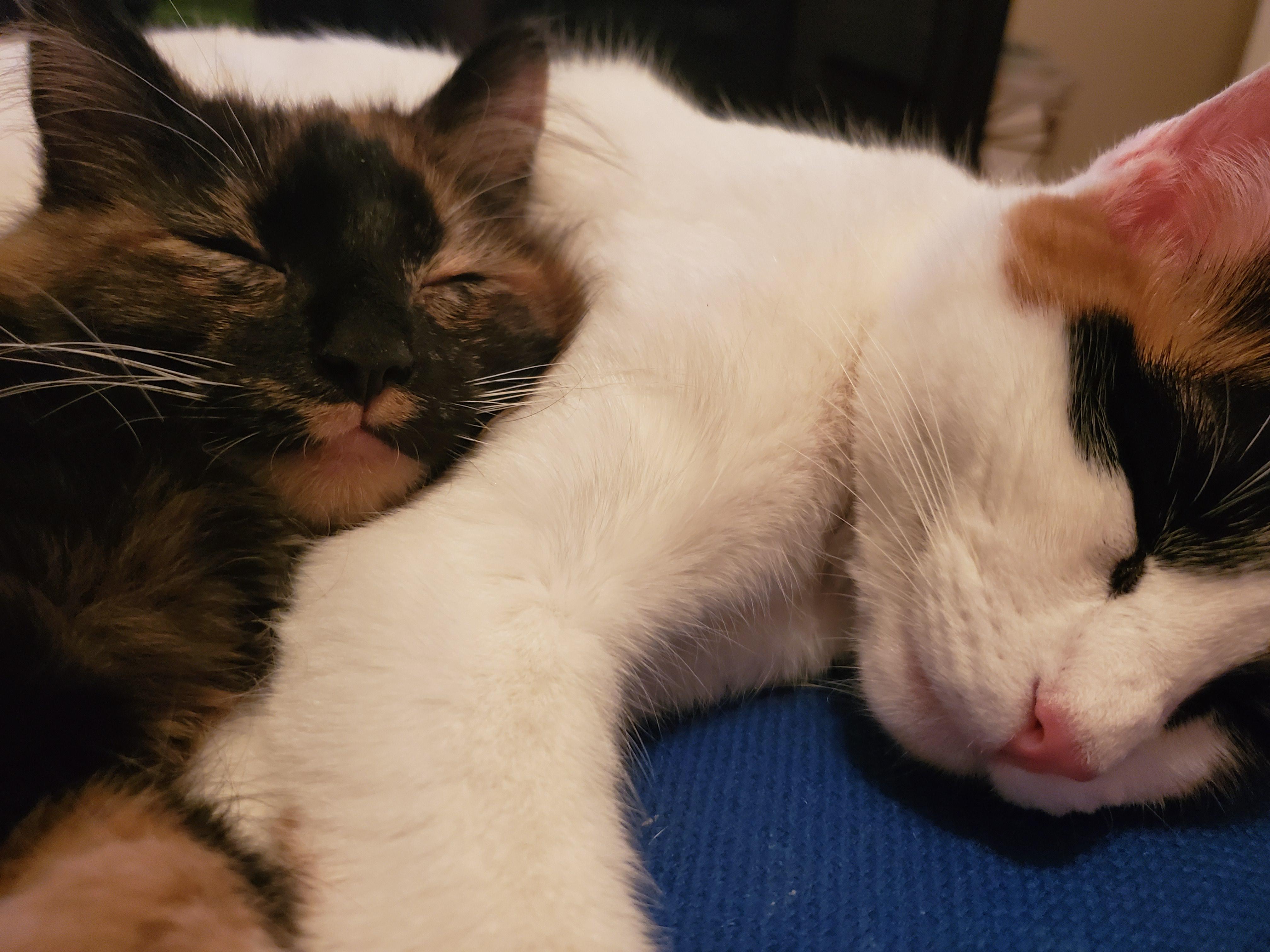 Sleeping Sisters Scrolller