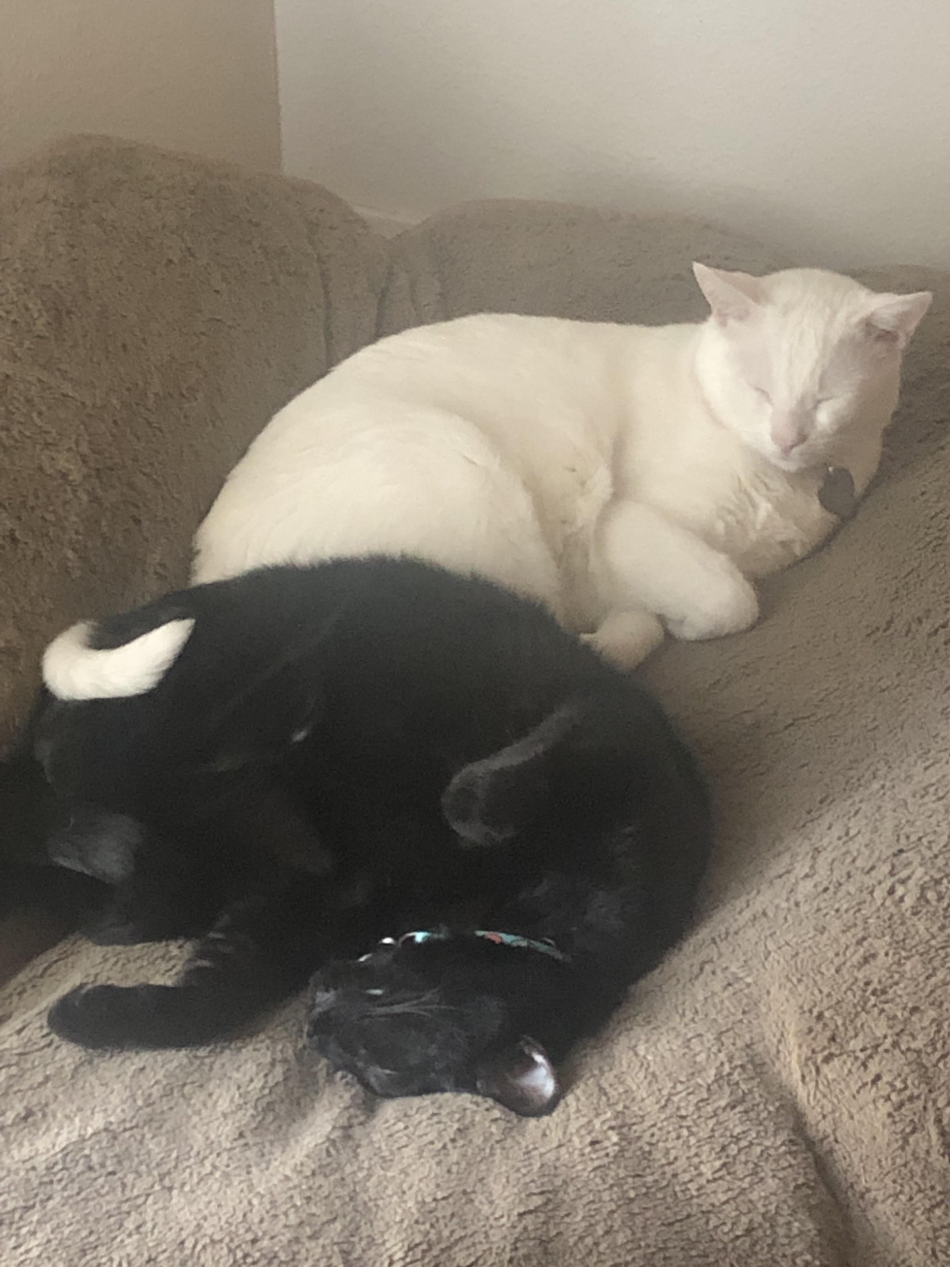 Sleeping Void and Blizzard | Scrolller