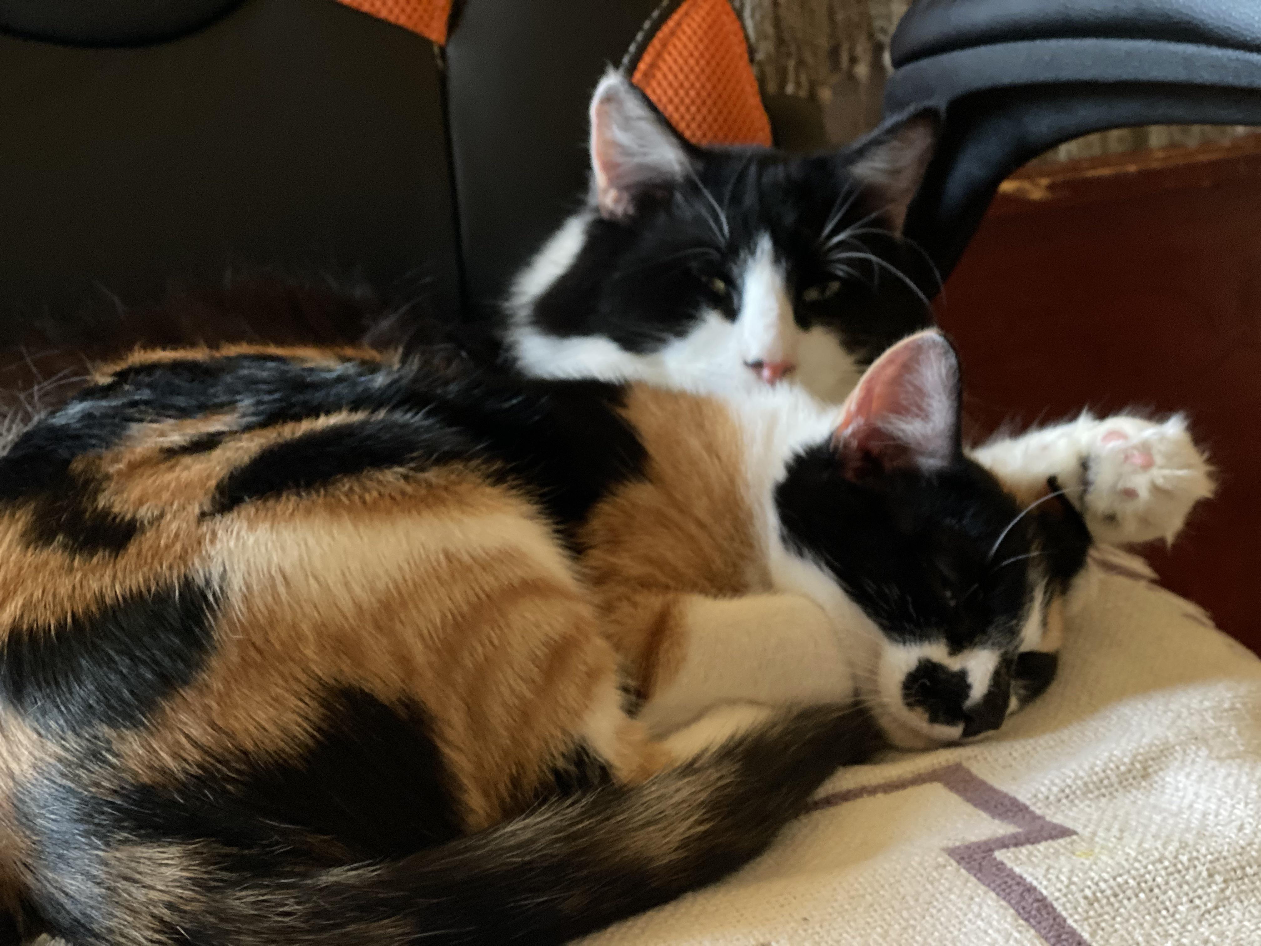 Sleepy babies | Scrolller