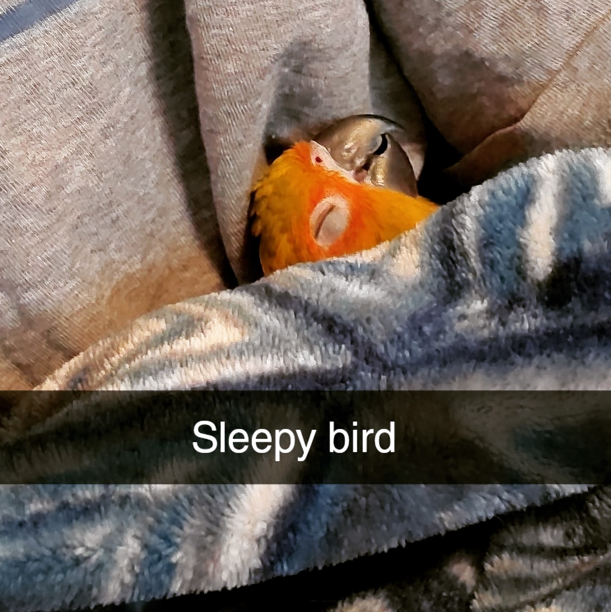 Sleepy baby | Scrolller