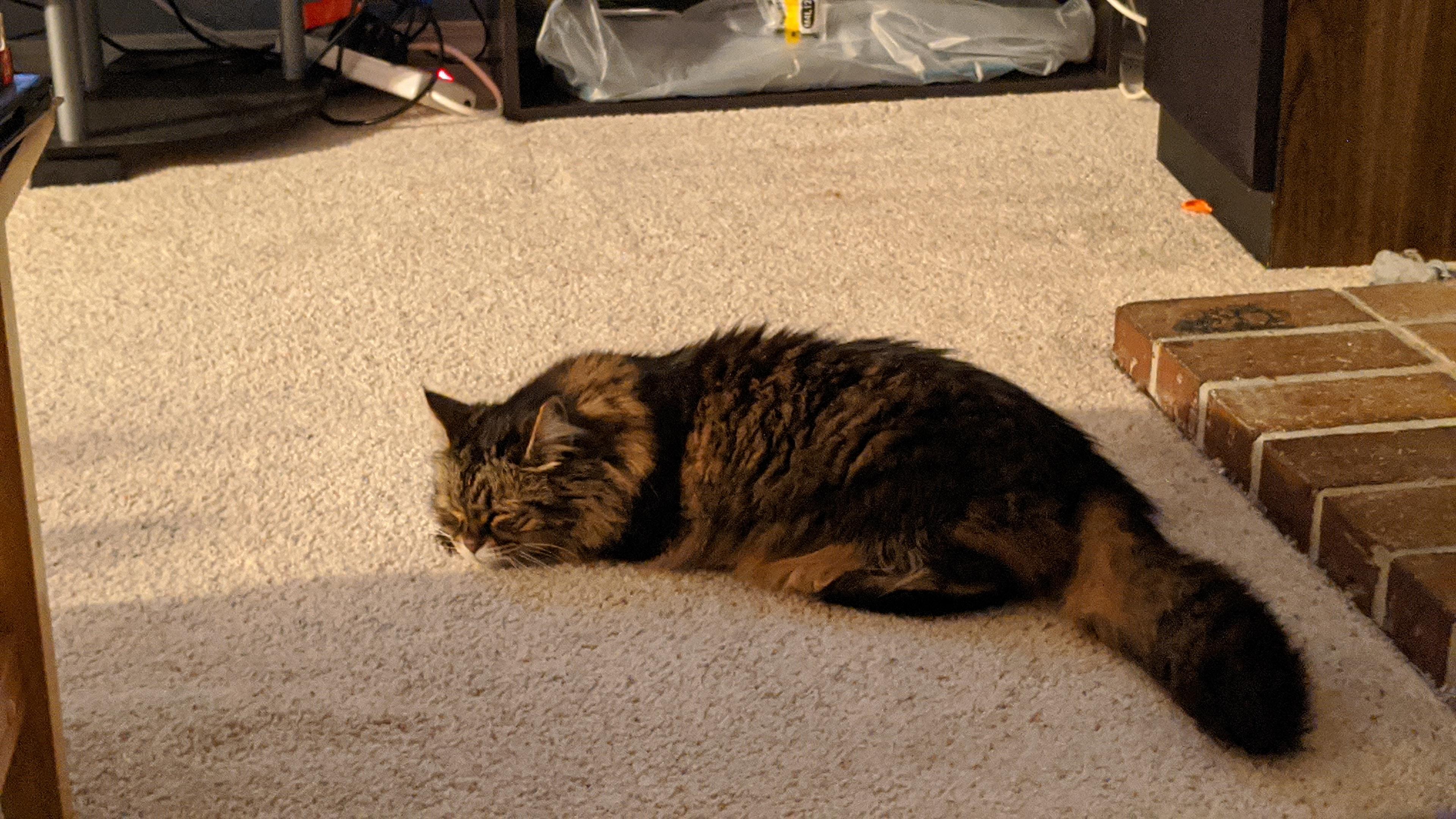 Sleepy Bailey. | Scrolller