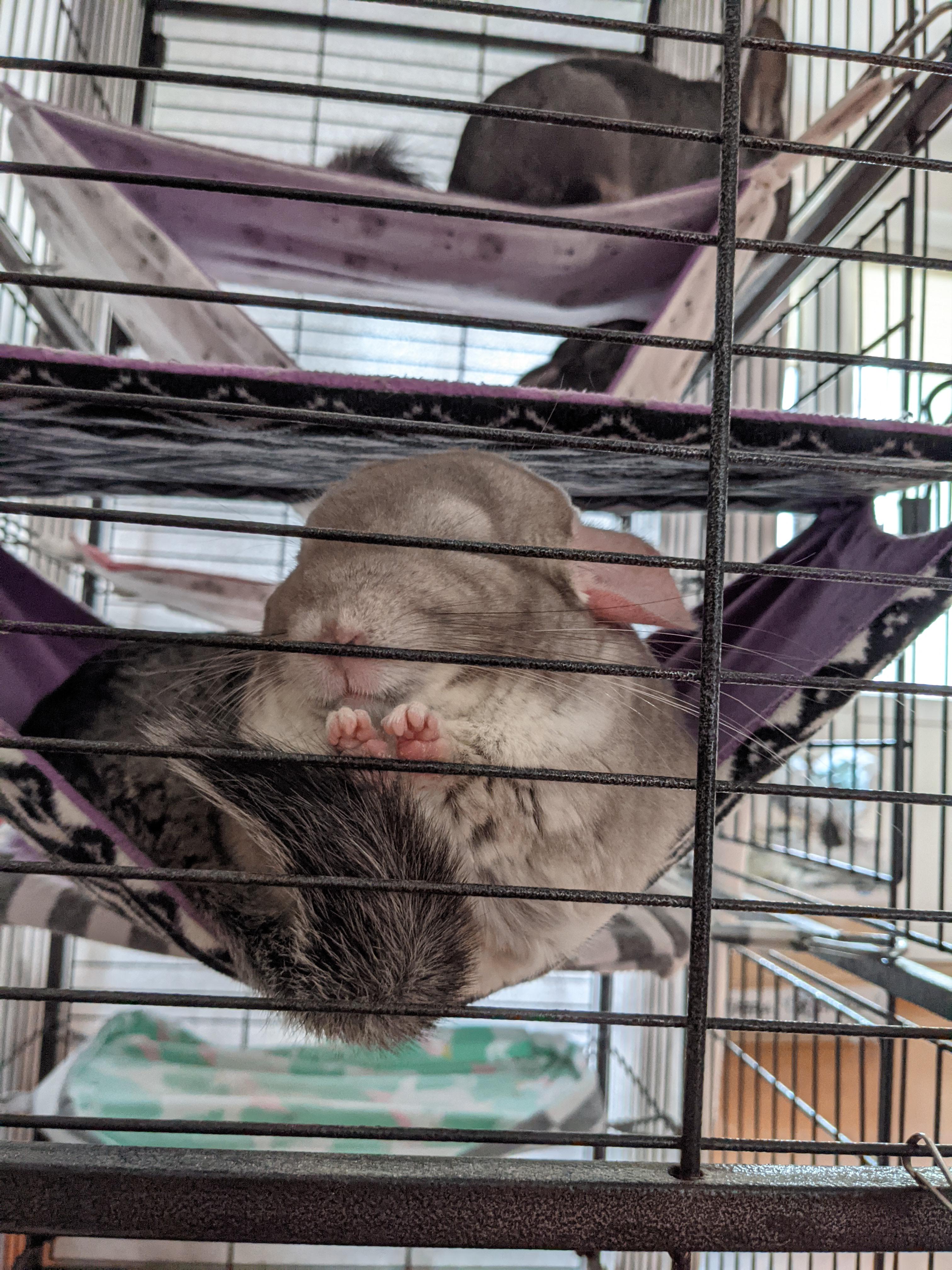 Sleepy beans | Scrolller