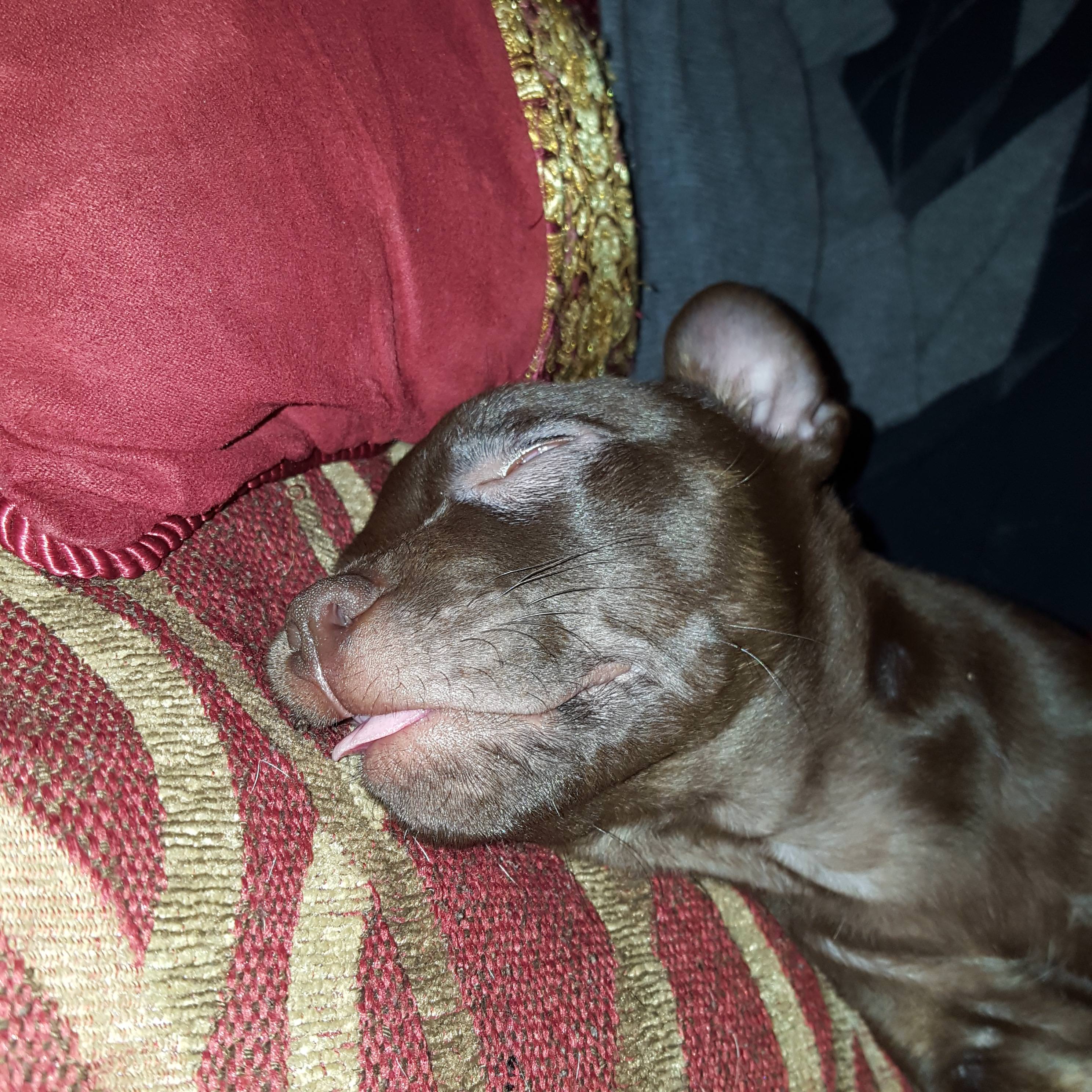 Sleepy blup | Scrolller