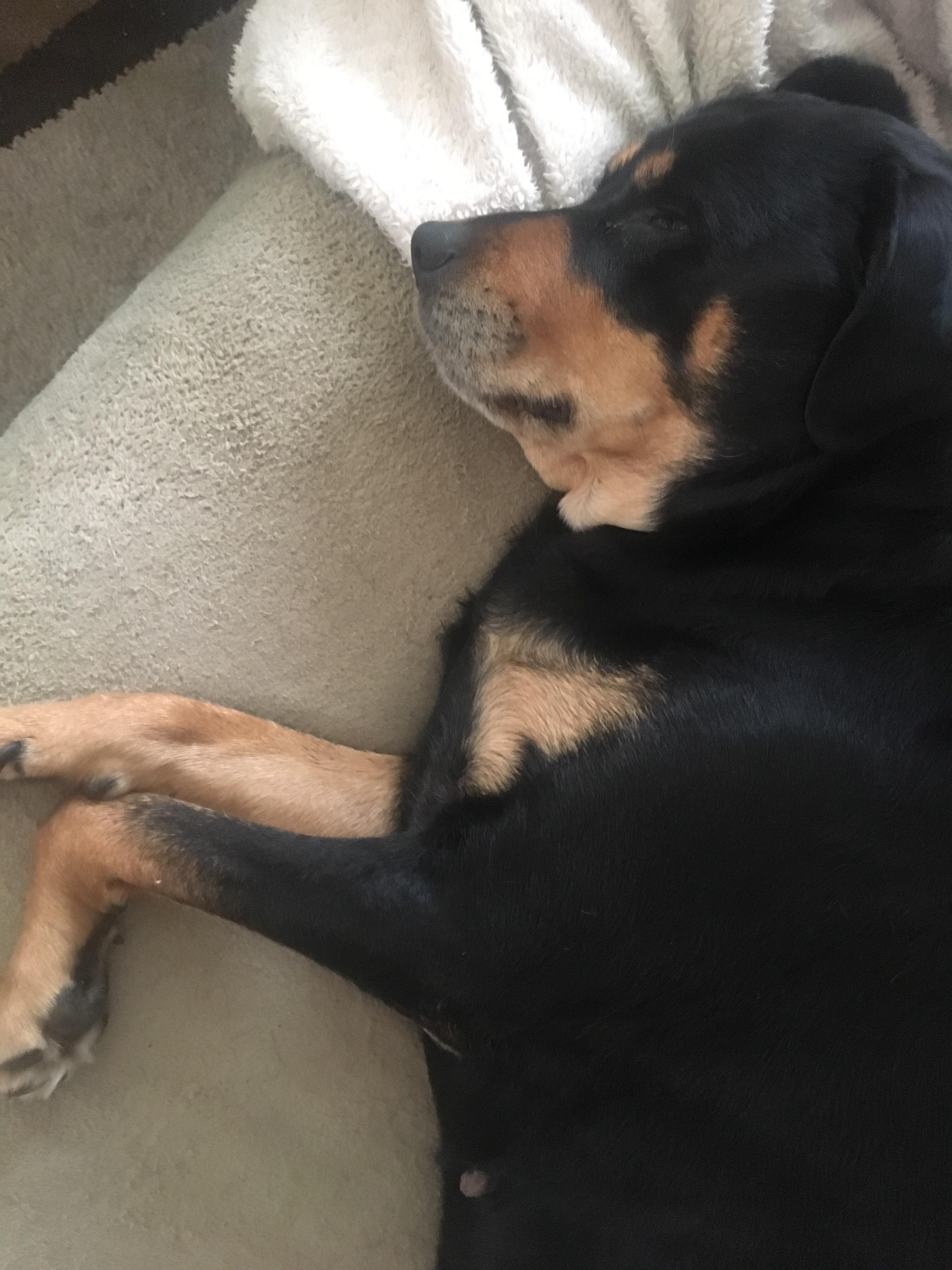 Sleepy boi | Scrolller