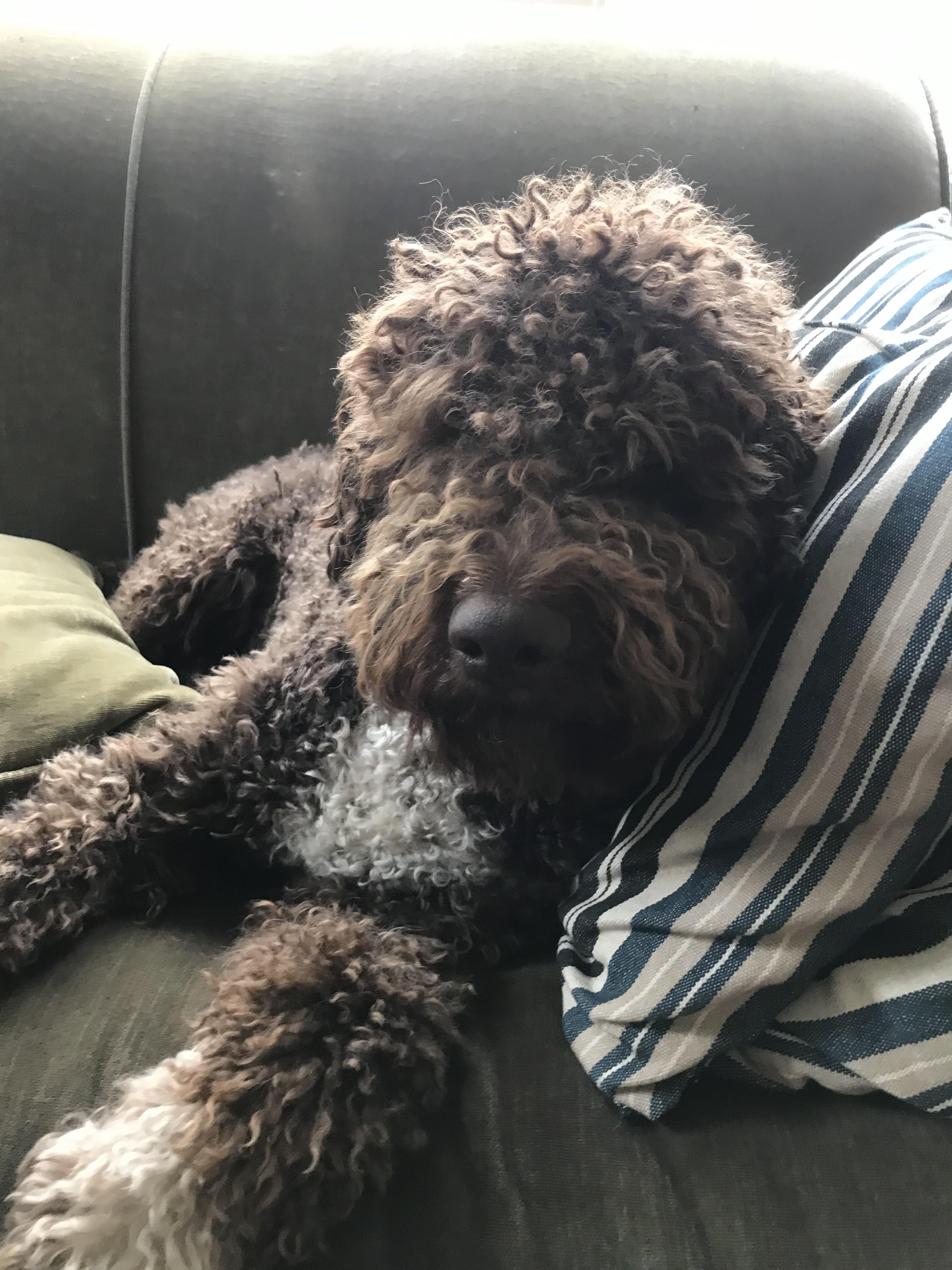 Sleepy boi | Scrolller