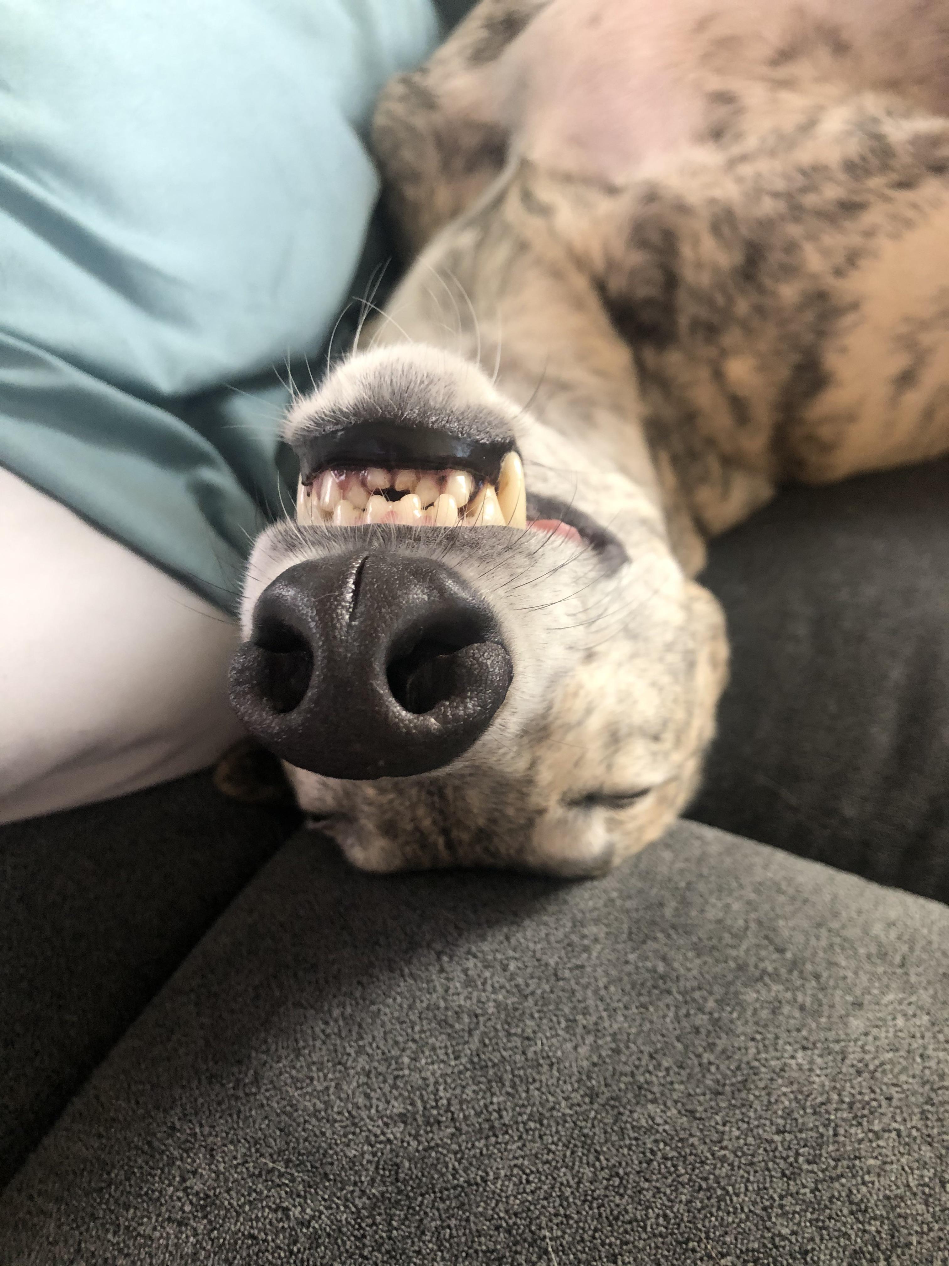 Sleepy boi | Scrolller