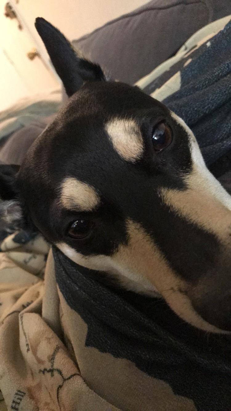 sleepy boi | Scrolller