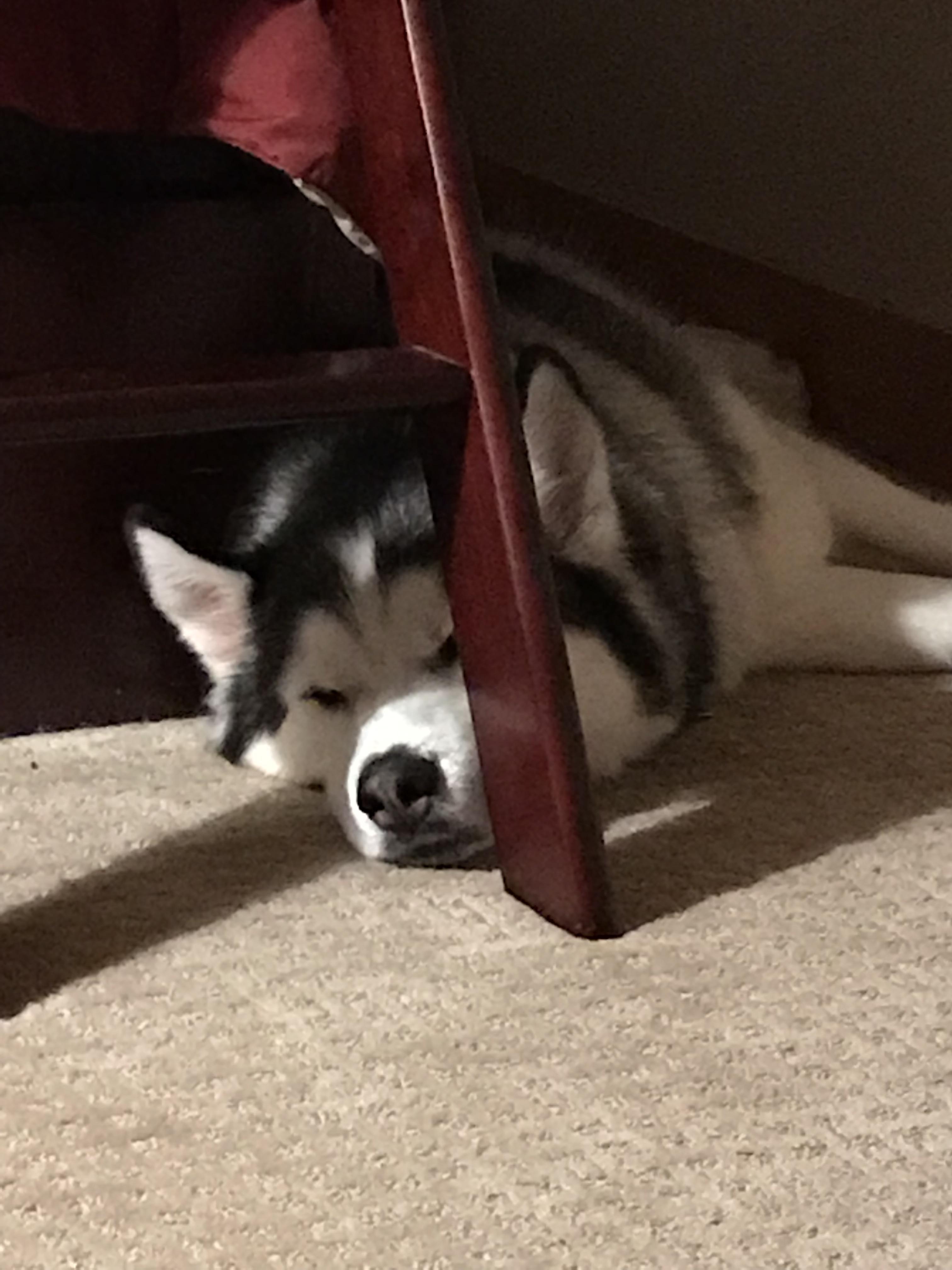 Sleepy boi | Scrolller