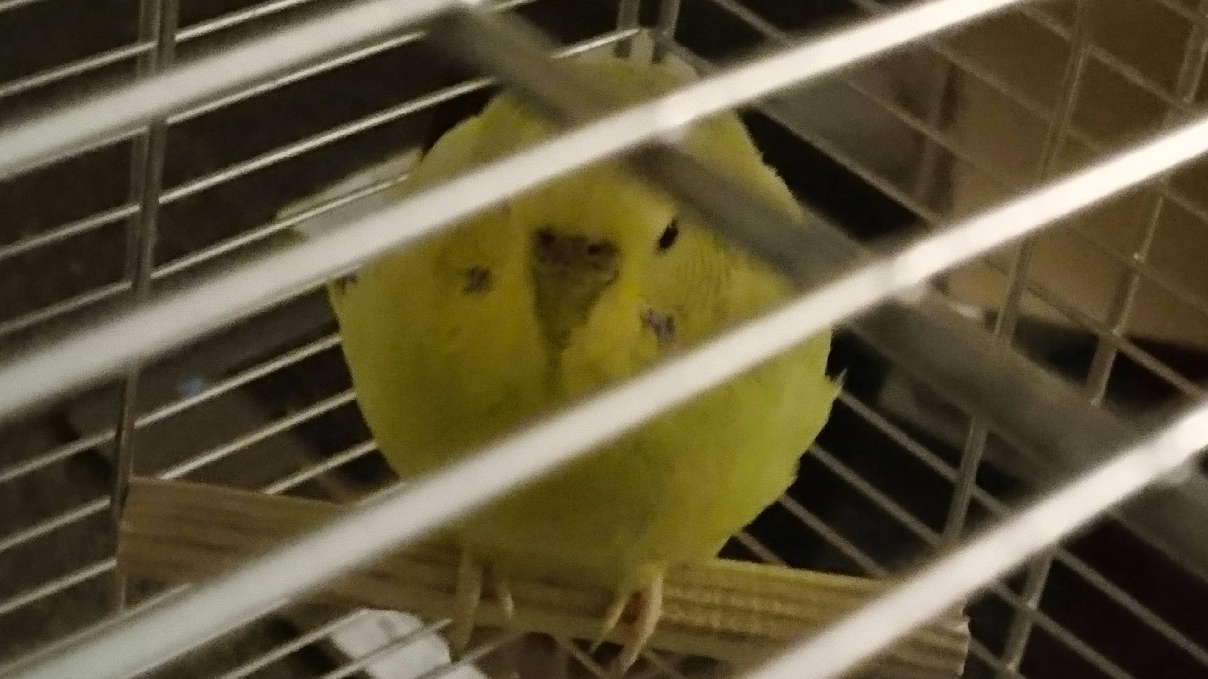 Sleepy borb | Scrolller