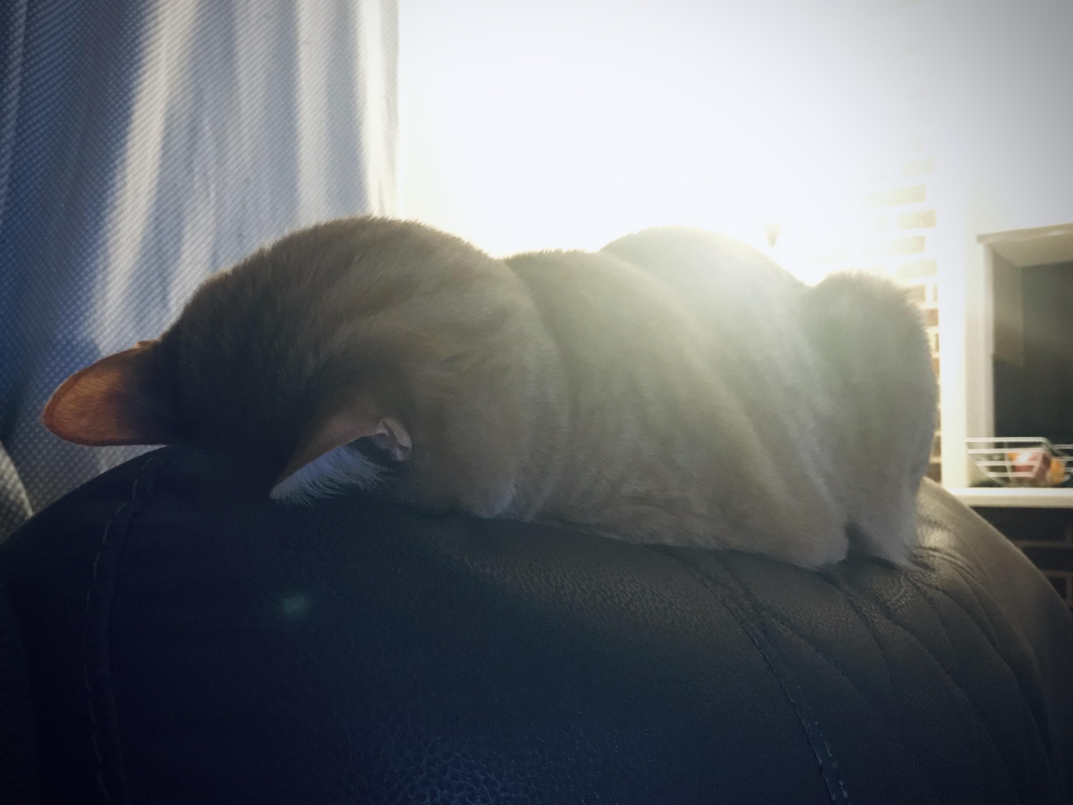 Sleepy boy | Scrolller