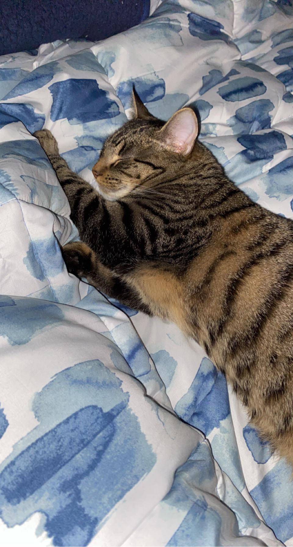 Sleepy boy | Scrolller