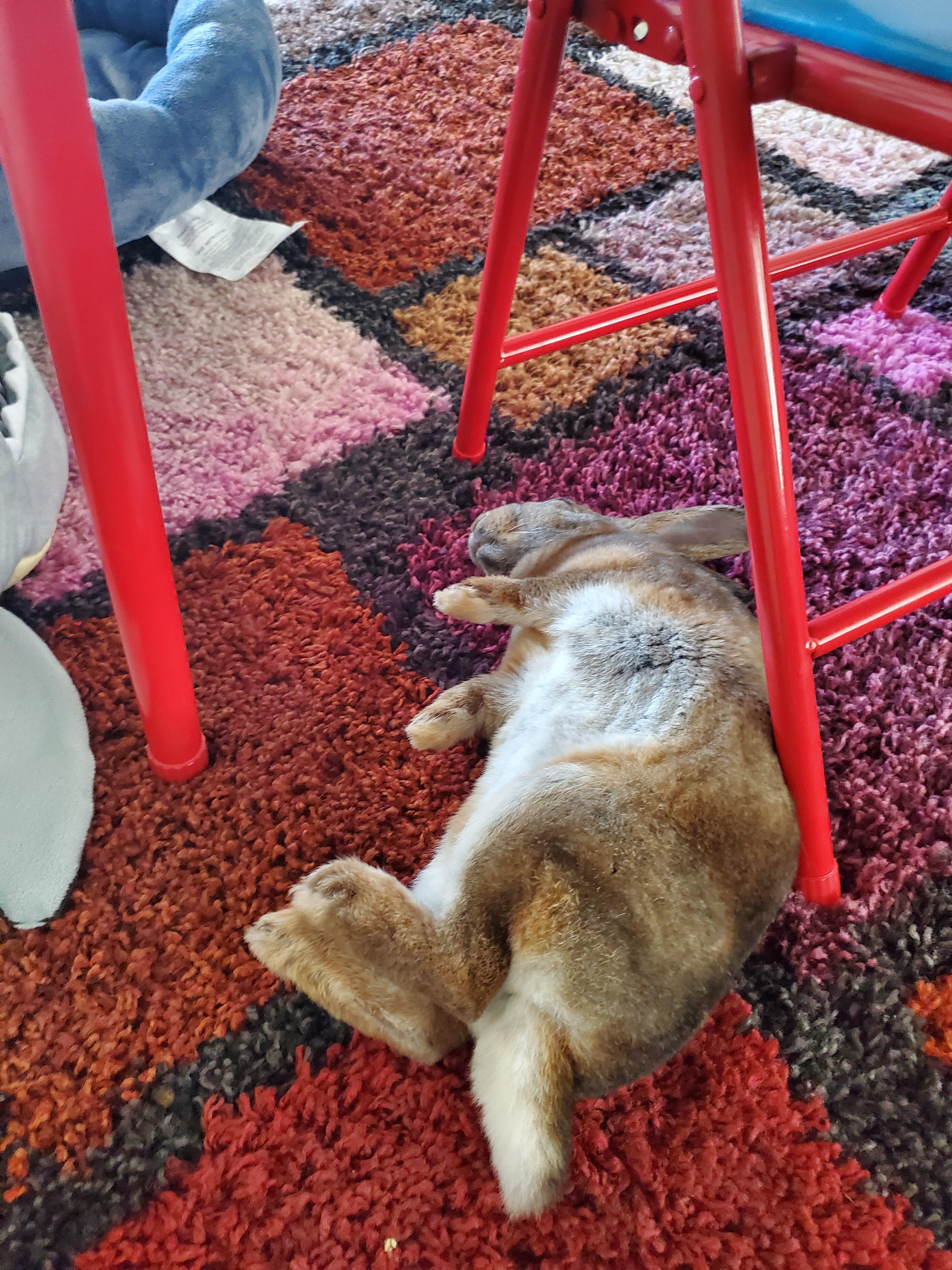 Sleepy bun bun | Scrolller