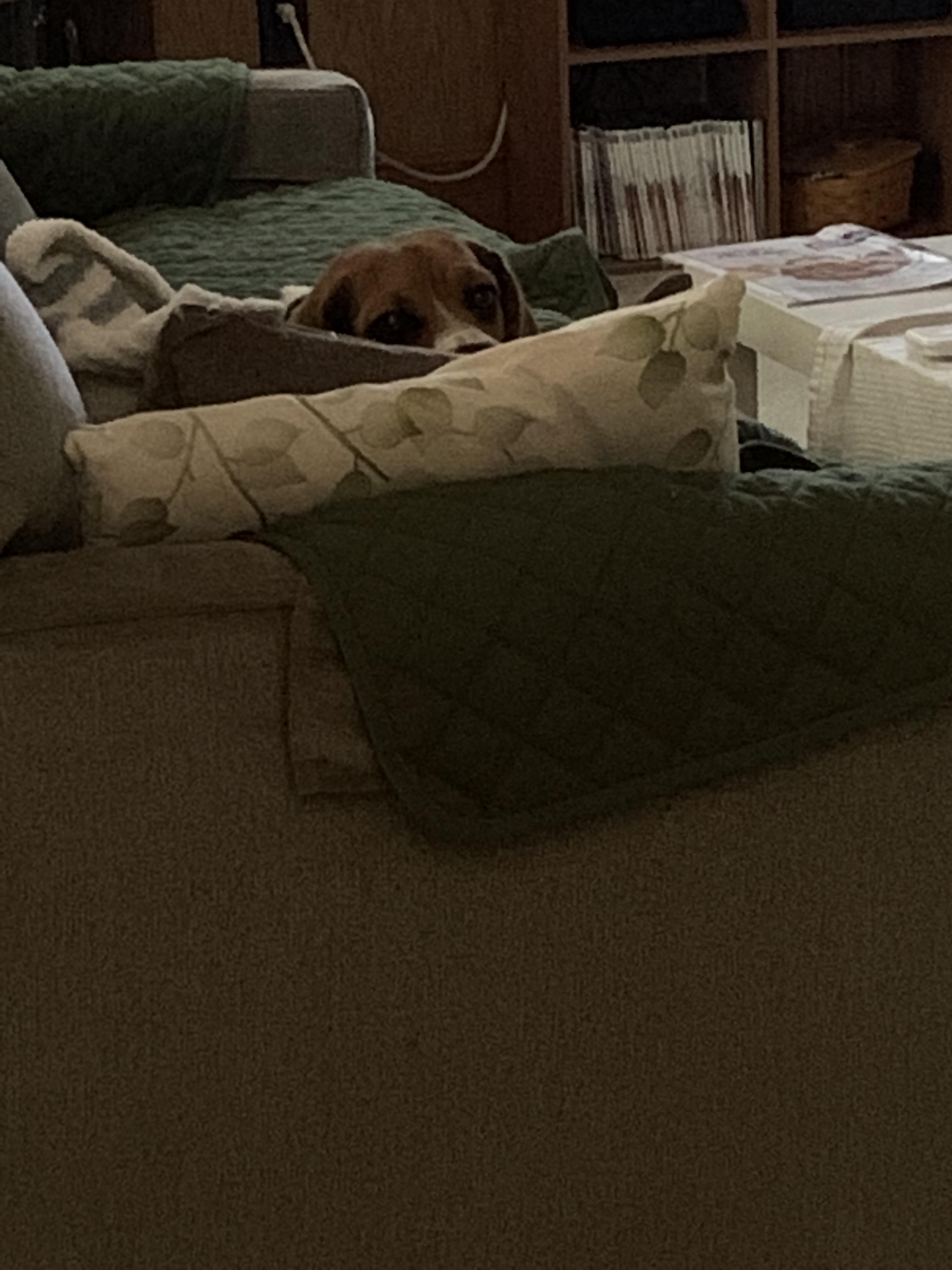 Sleepy but curious | Scrolller