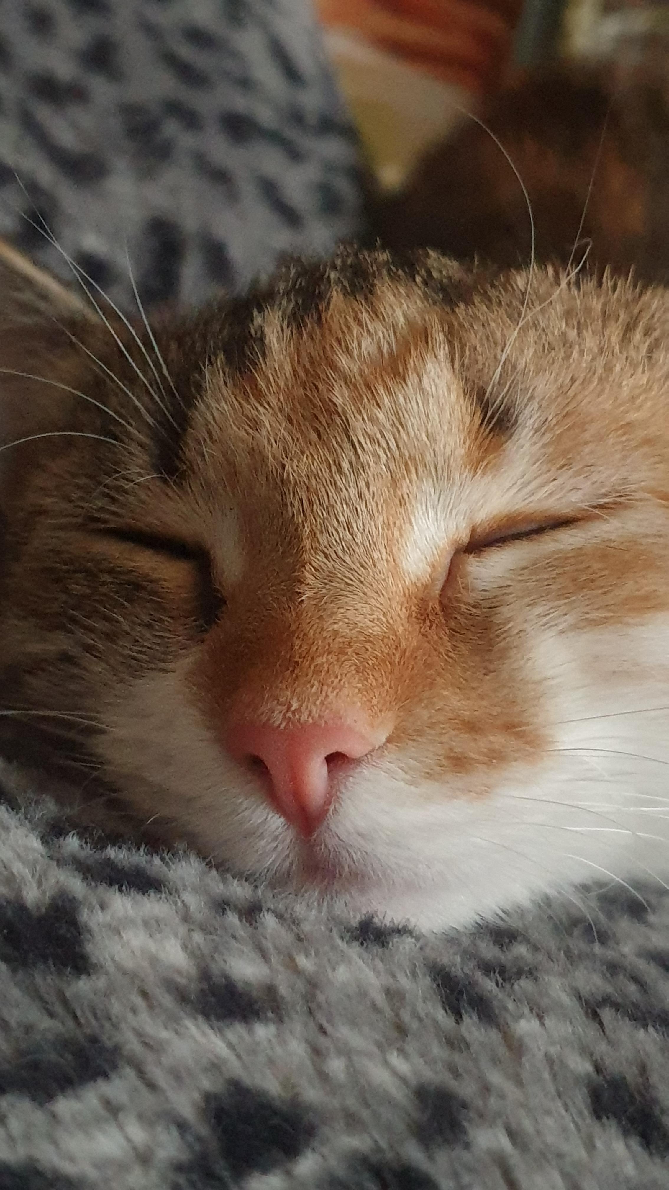 Sleepy cutie) | Scrolller