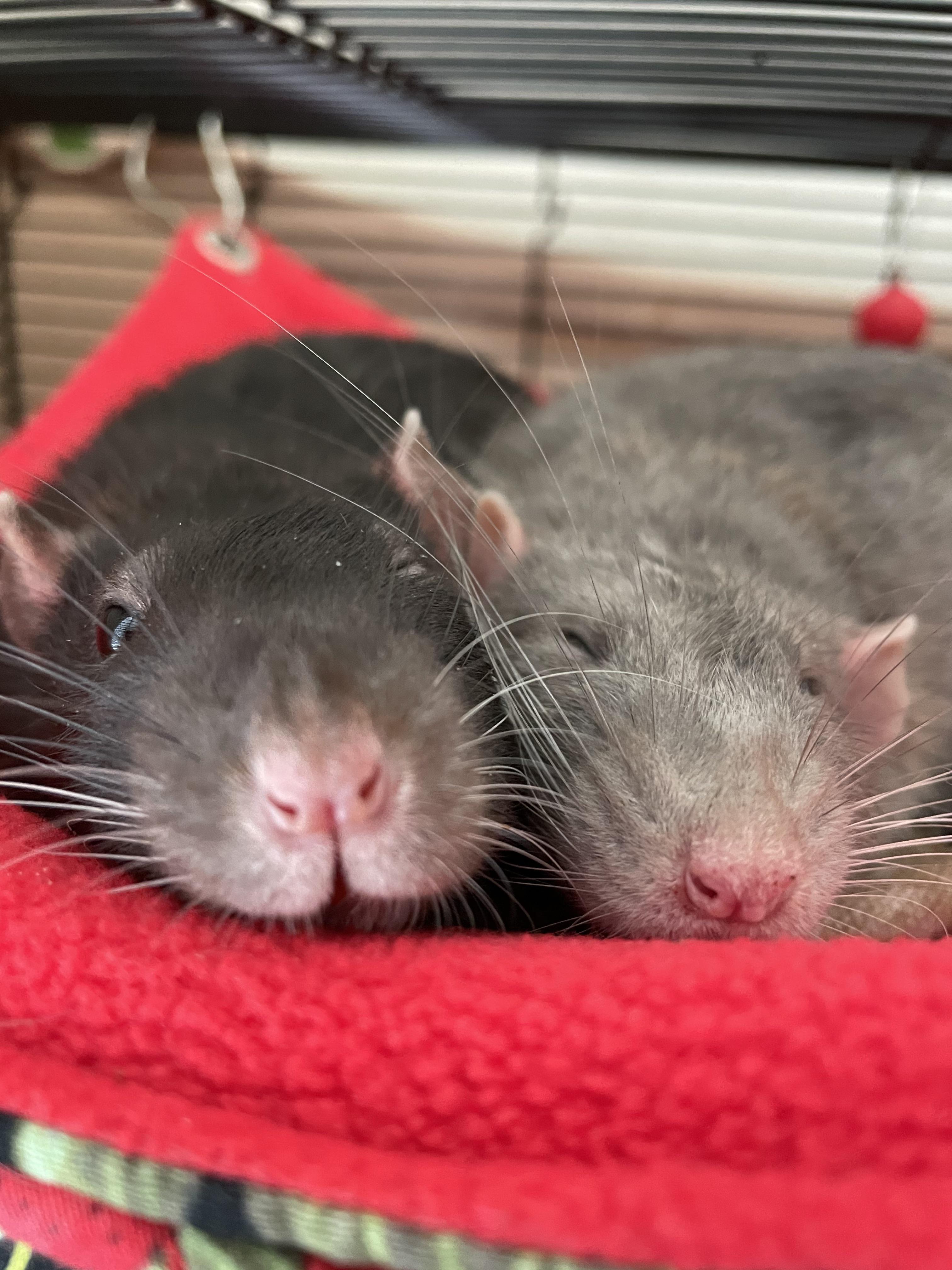 Sleepy cuties | Scrolller