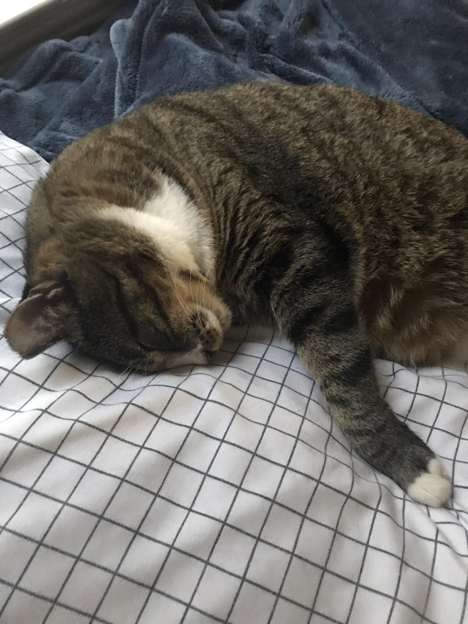 sleepy faceplant | Scrolller