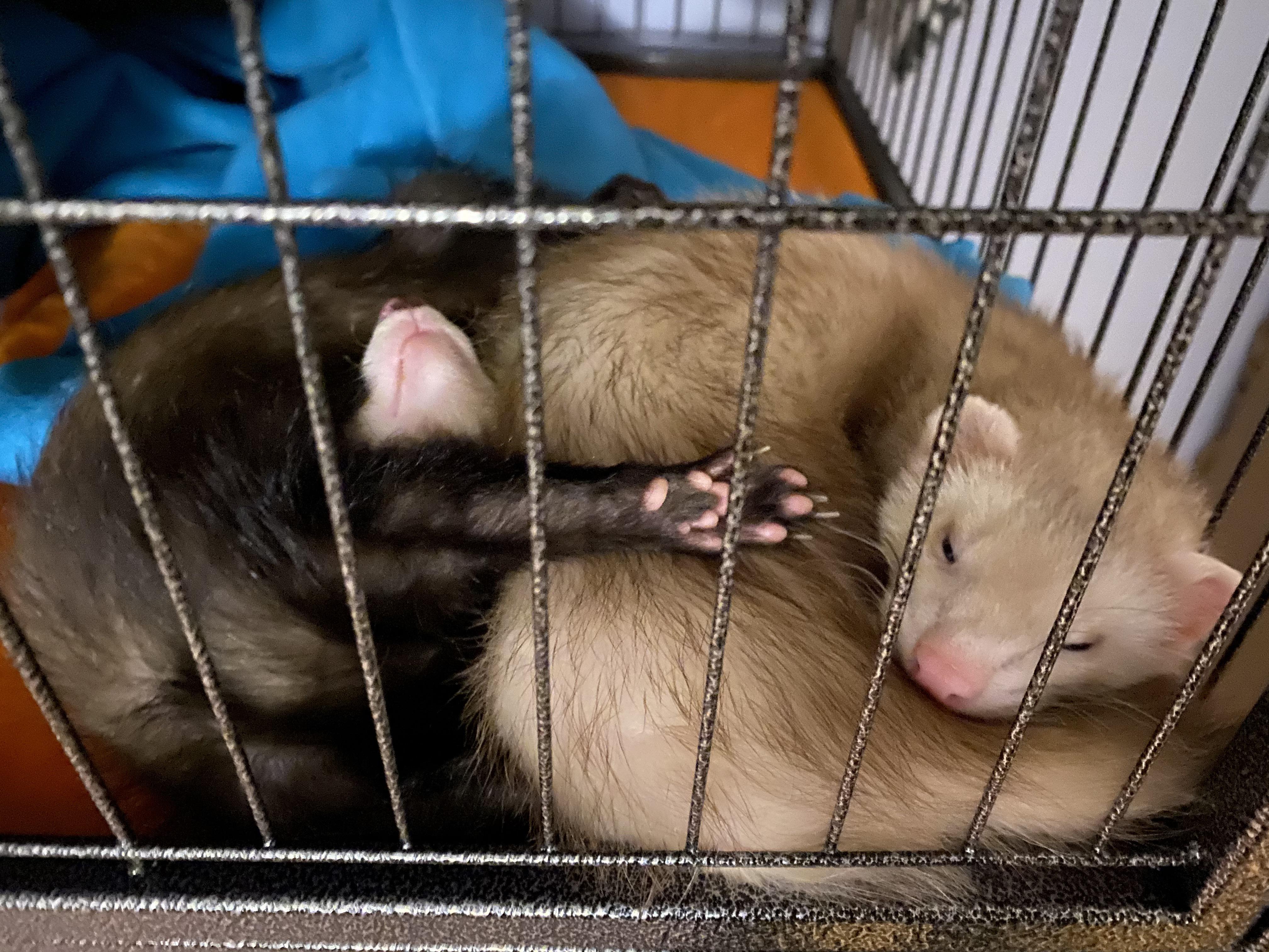 Sleepy ferrets striking a pose | Scrolller