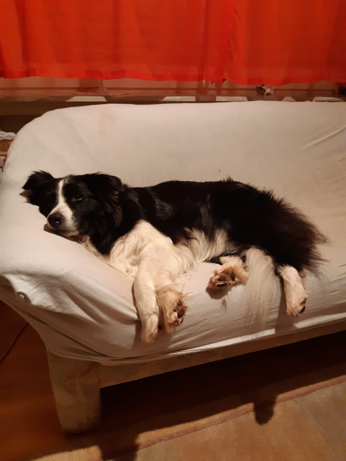 Sleepy floof | Scrolller