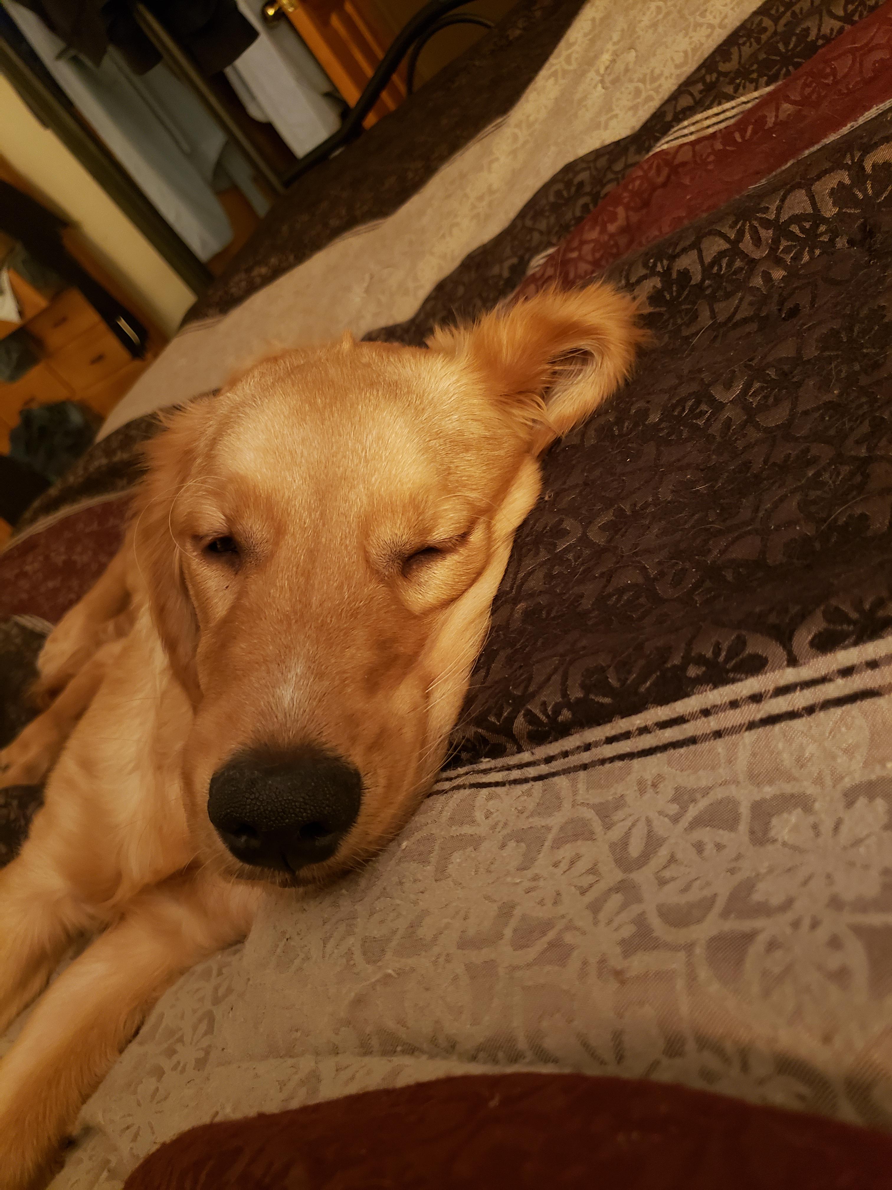 Sleepy Golden squish. | Scrolller