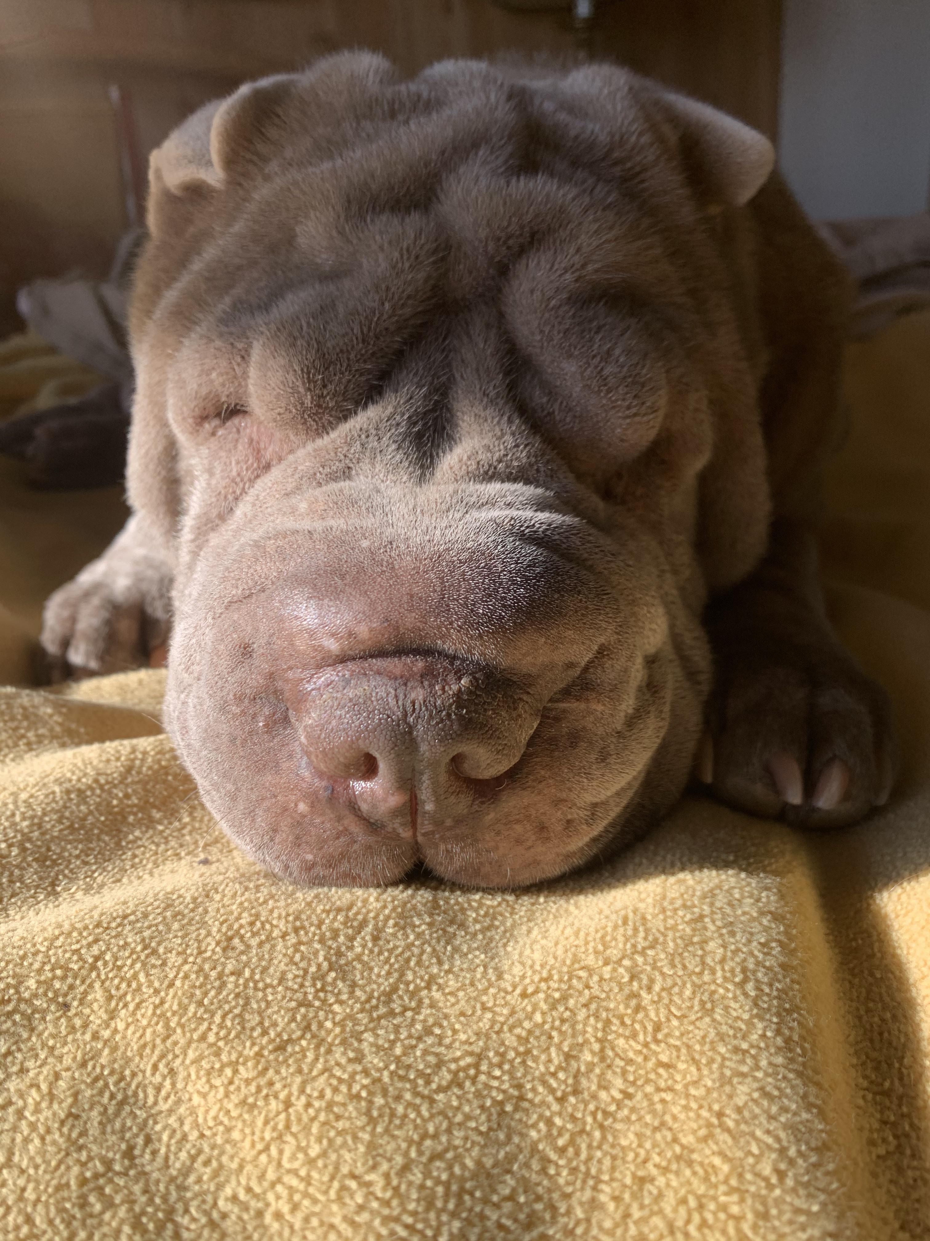 Sleepy head | Scrolller