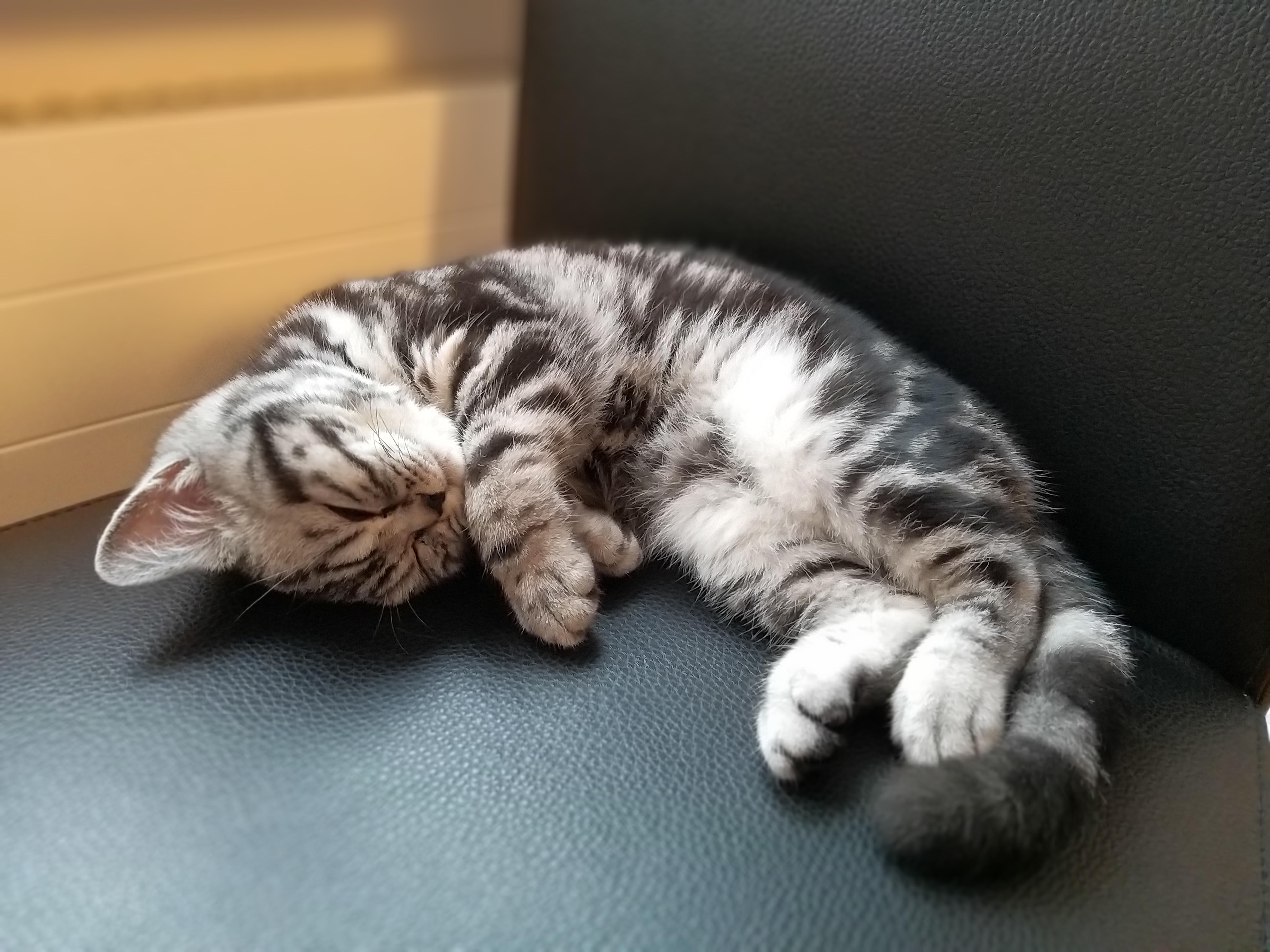 Sleepy Kitten | Scrolller