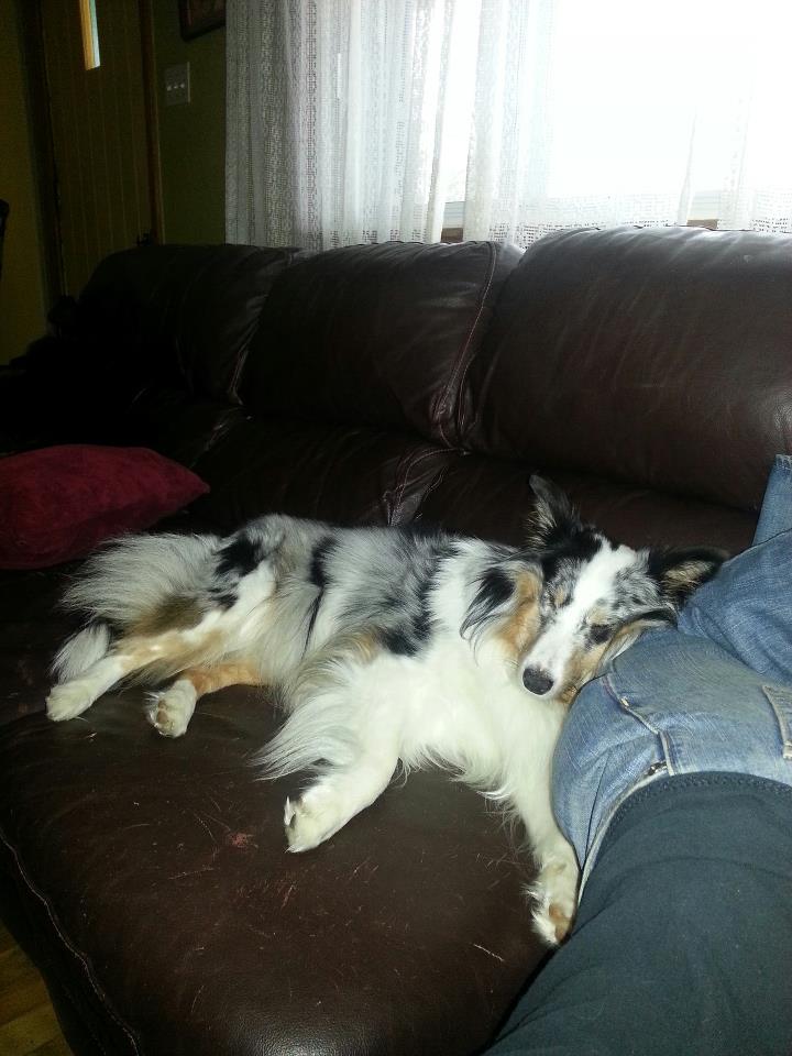 Sleepy Lily | Scrolller