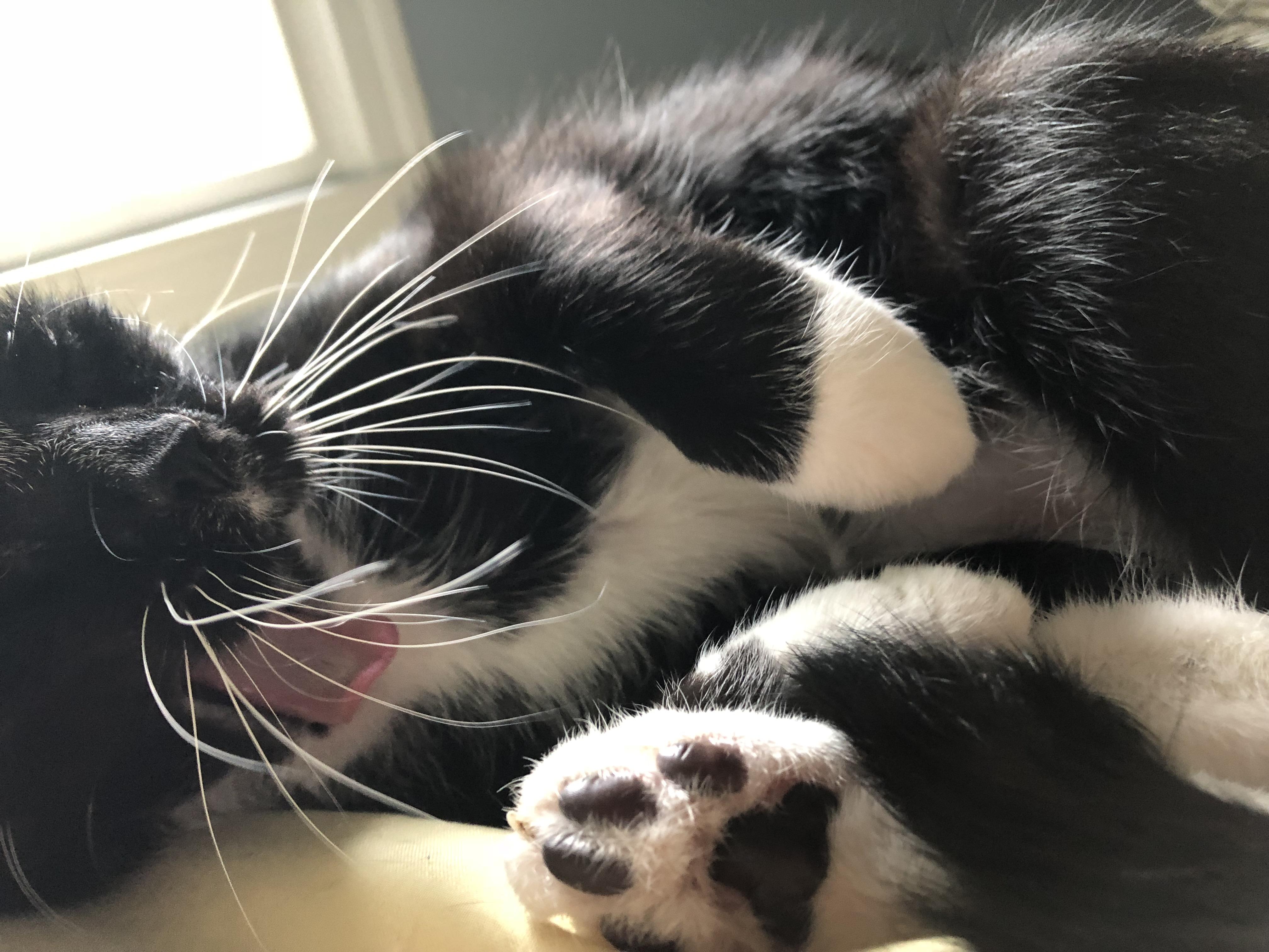 Sleepy little black beans. | Scrolller