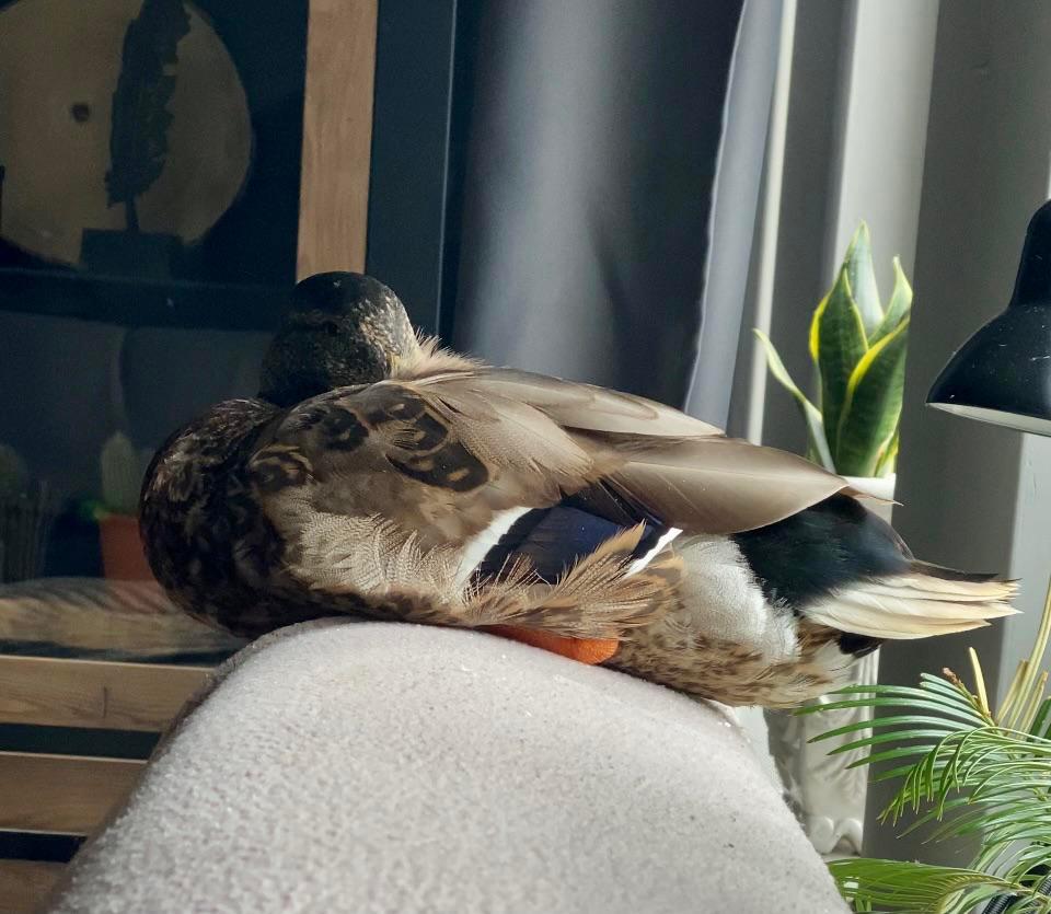 Sleepy little guy Zzz | Scrolller