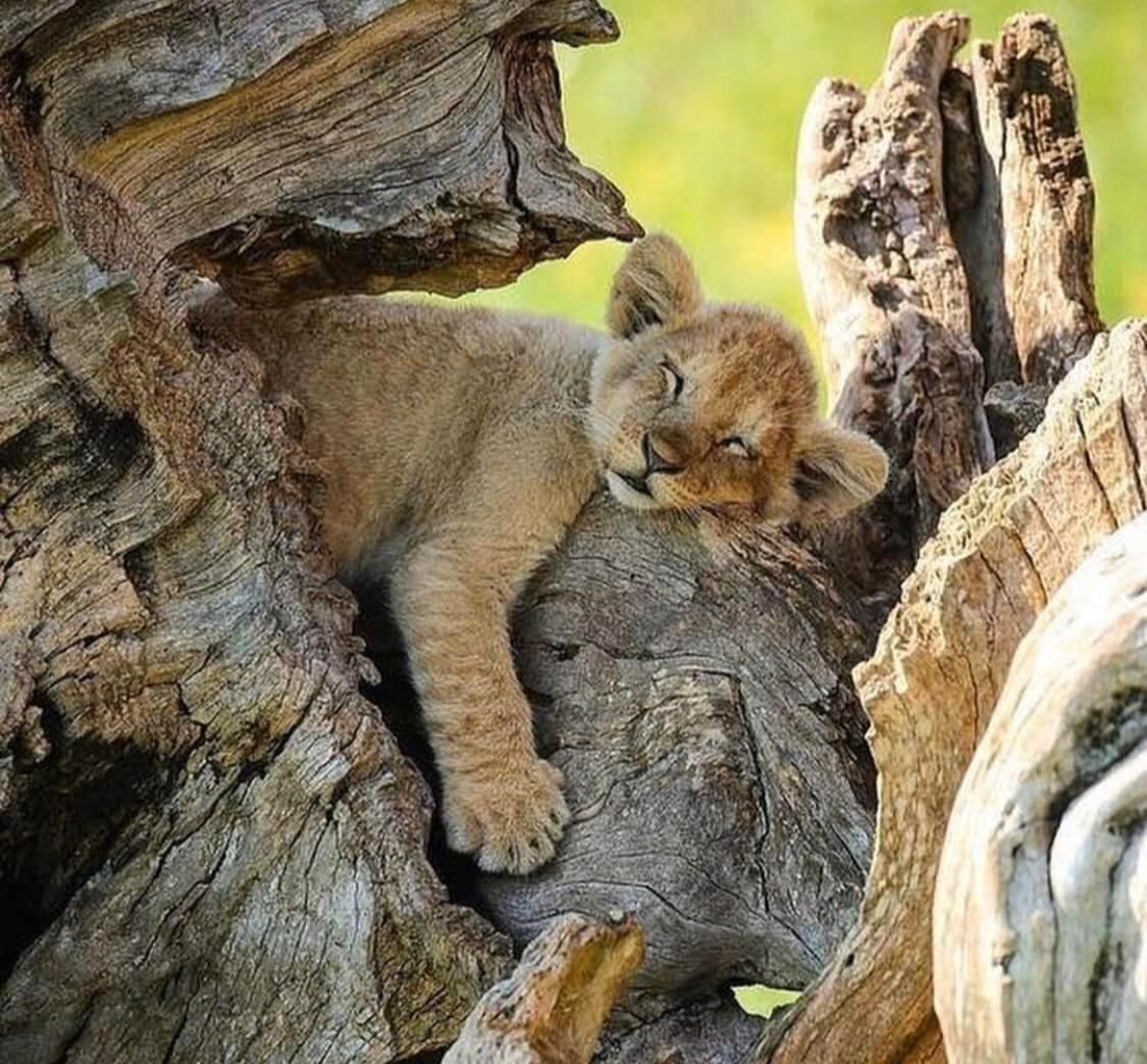 Sleepy Little Lion Cub | Scrolller