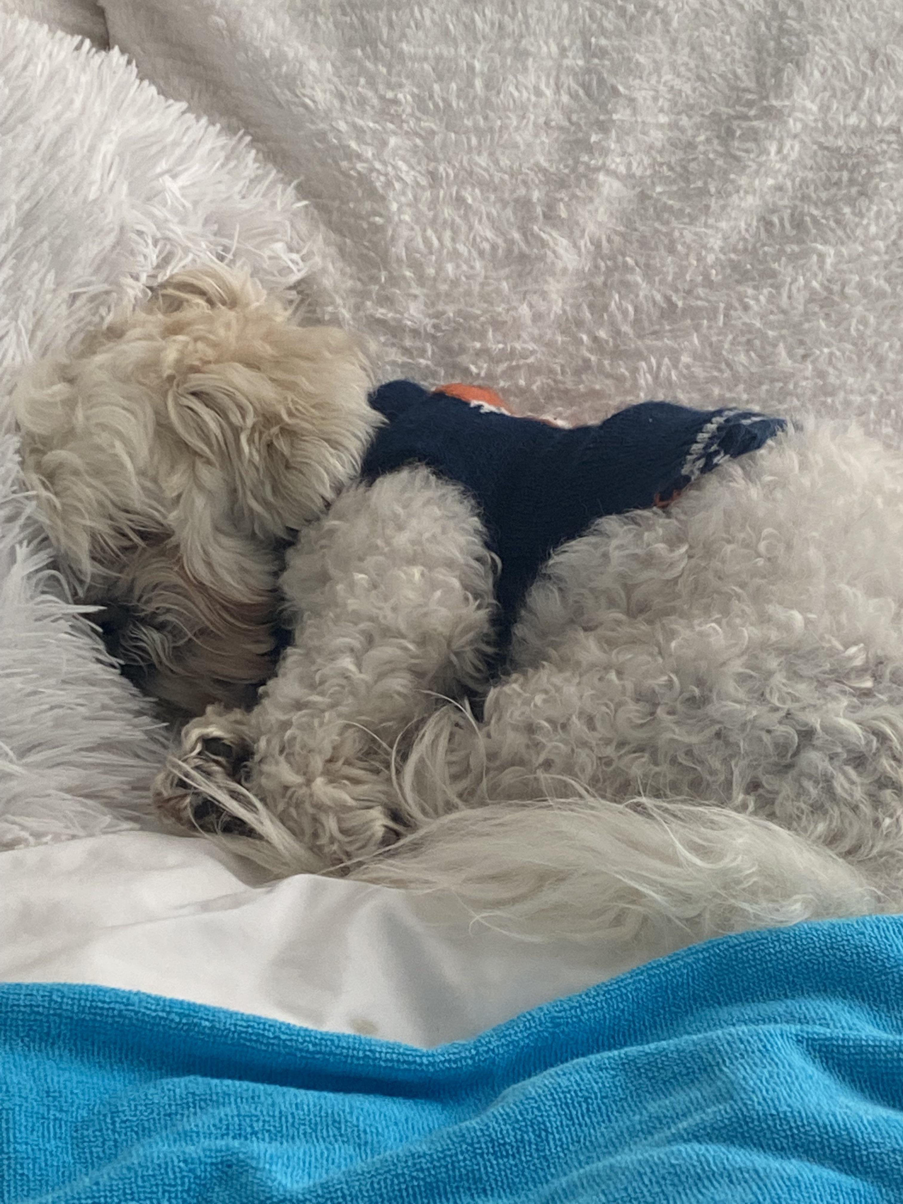 Sleepy Louie | Scrolller