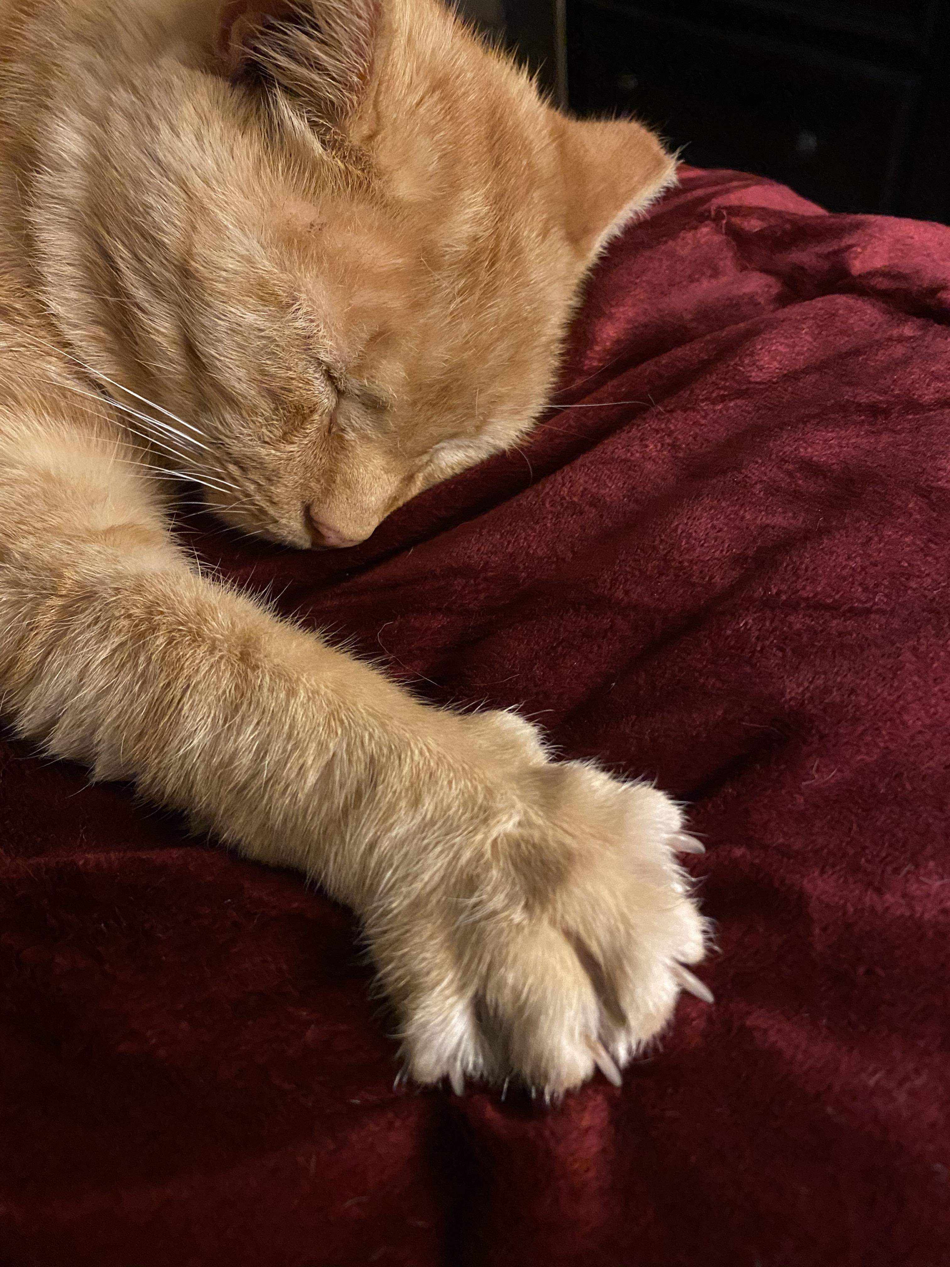 Sleepy mittens | Scrolller