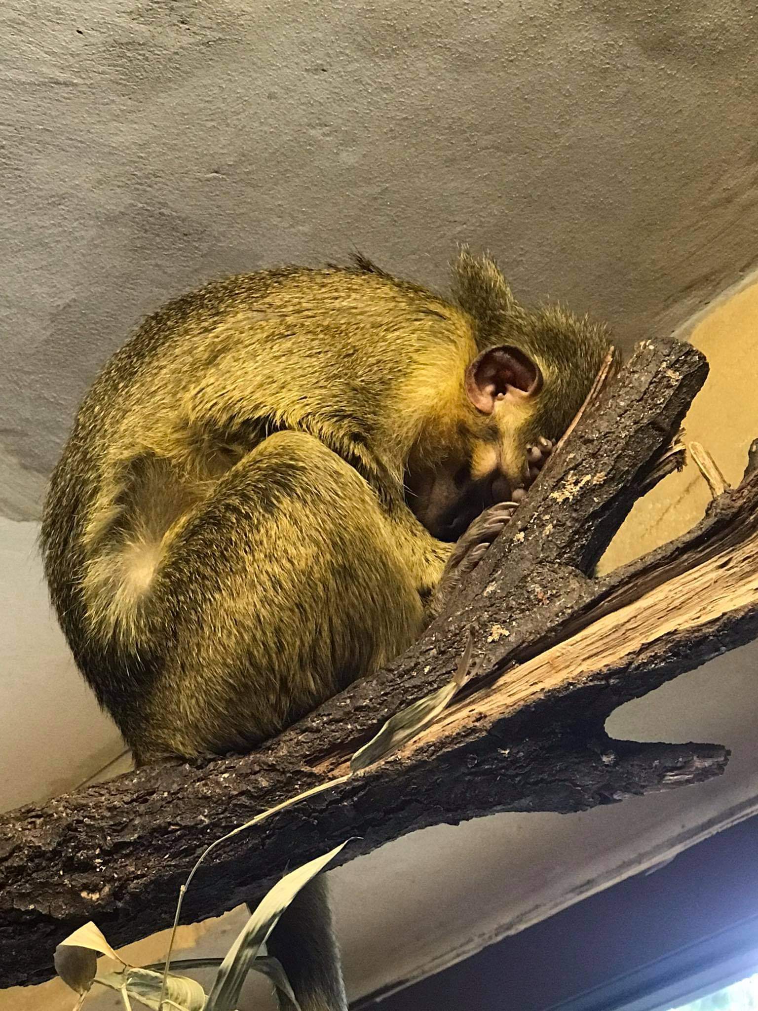 Sleepy monke | Scrolller