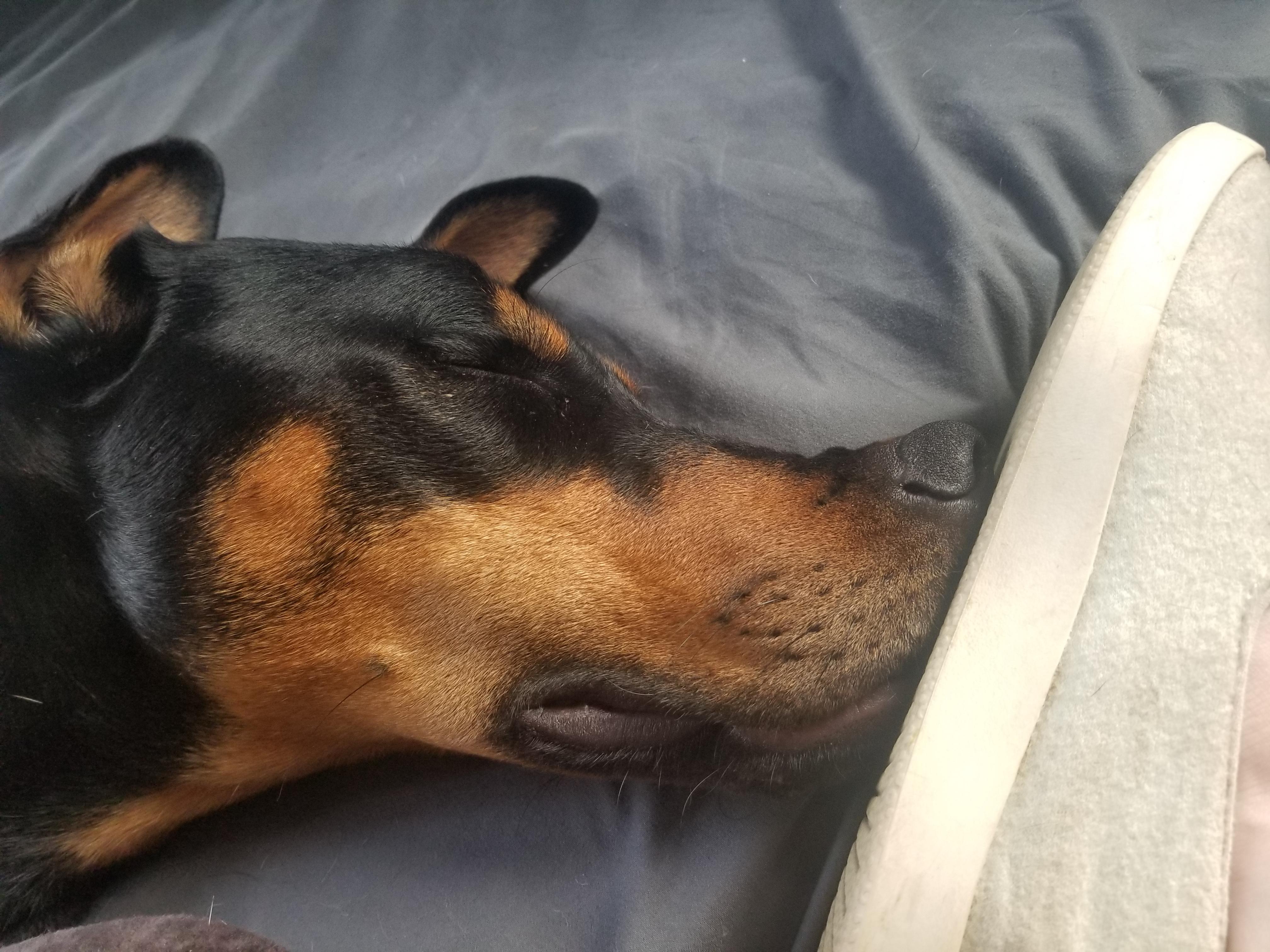 Sleepy nose squish 😄 | Scrolller