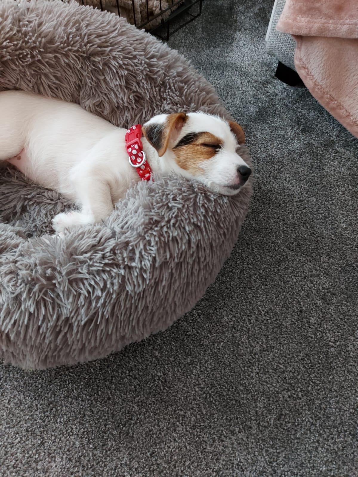 Sleepy pup | Scrolller