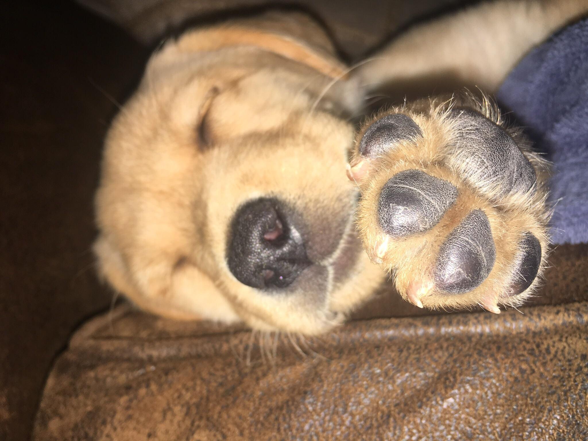 Sleepy pup footsie | Scrolller