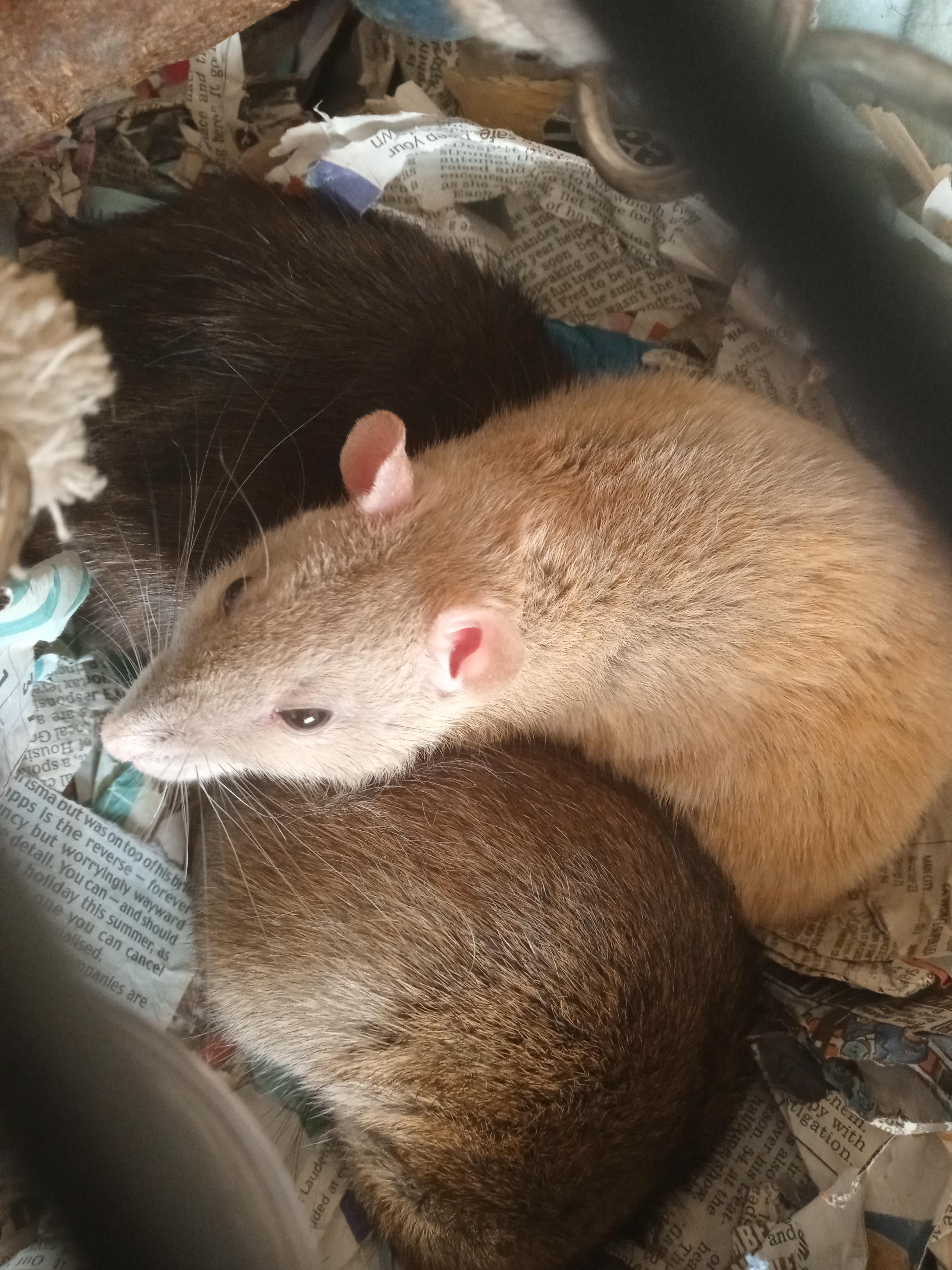 Sleepy rats | Scrolller