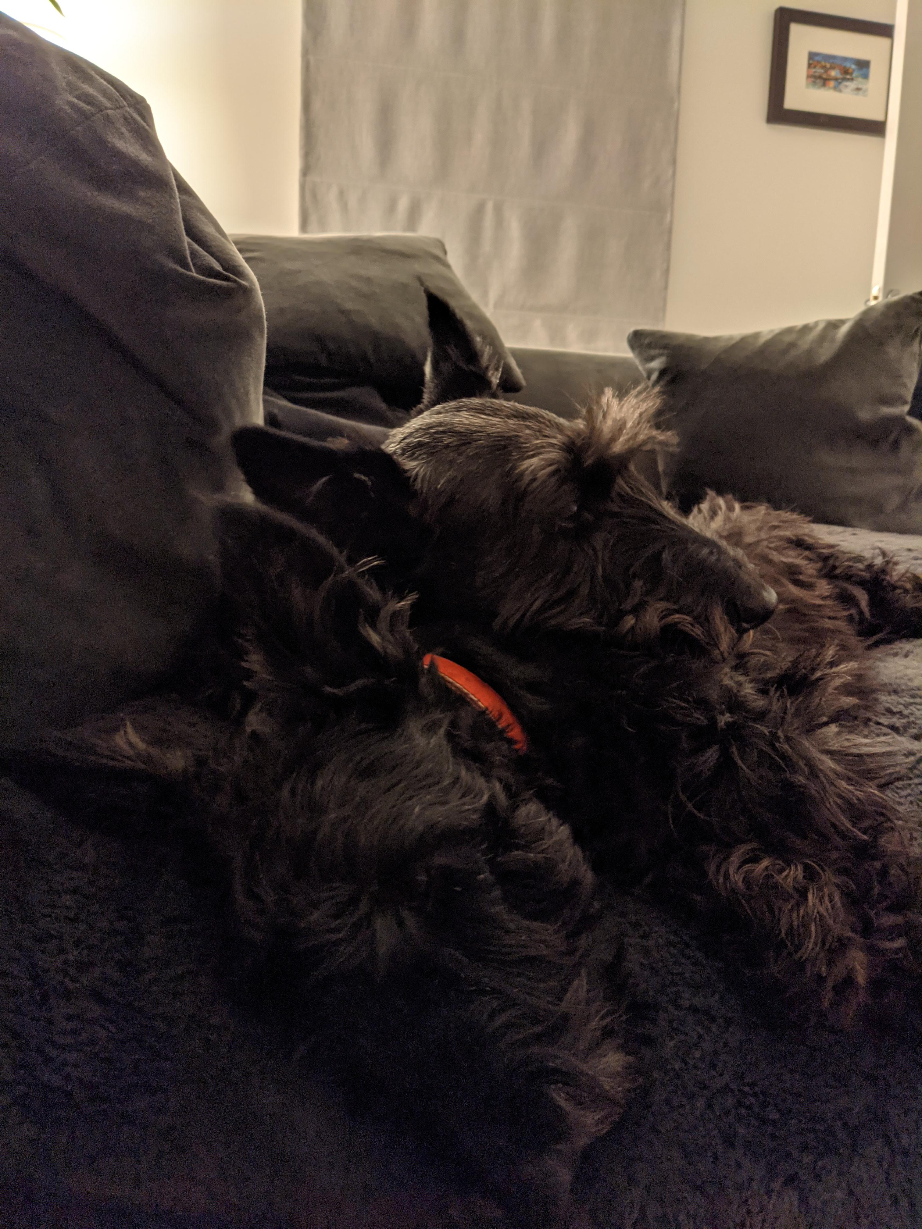 Sleepy Scottie Sofa Scene | Scrolller