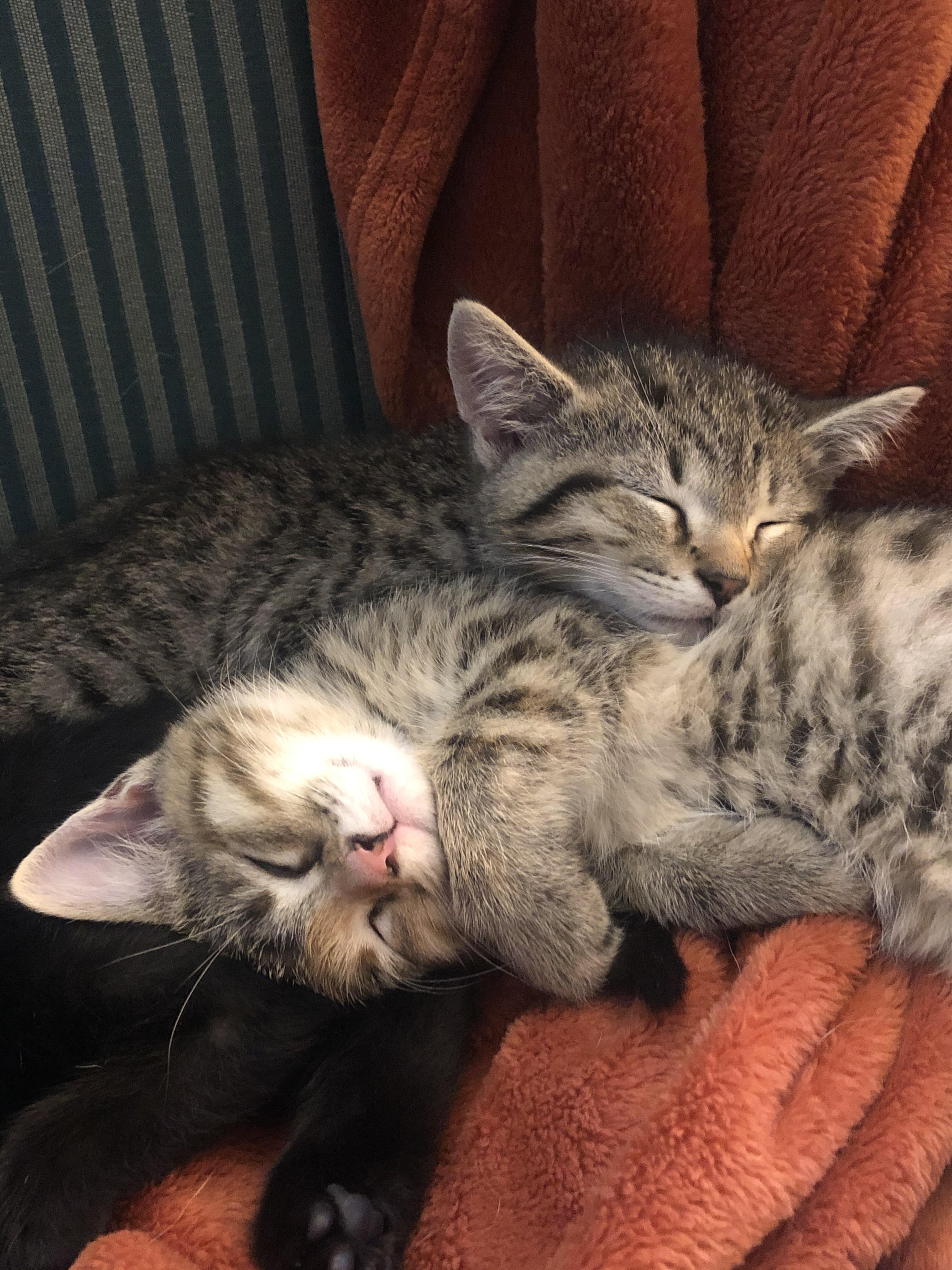 Sleepy siblings. | Scrolller