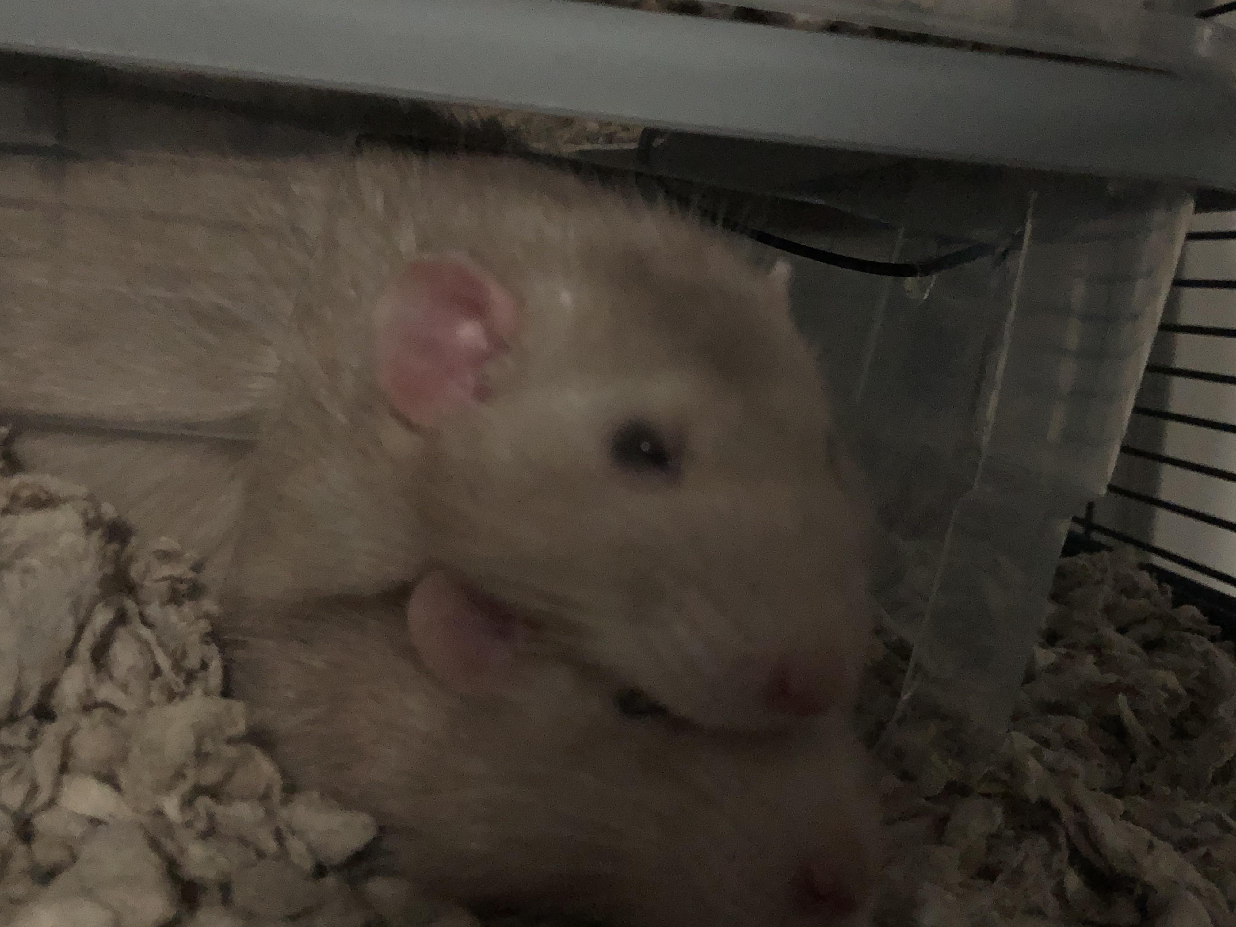 sleepy stack | Scrolller