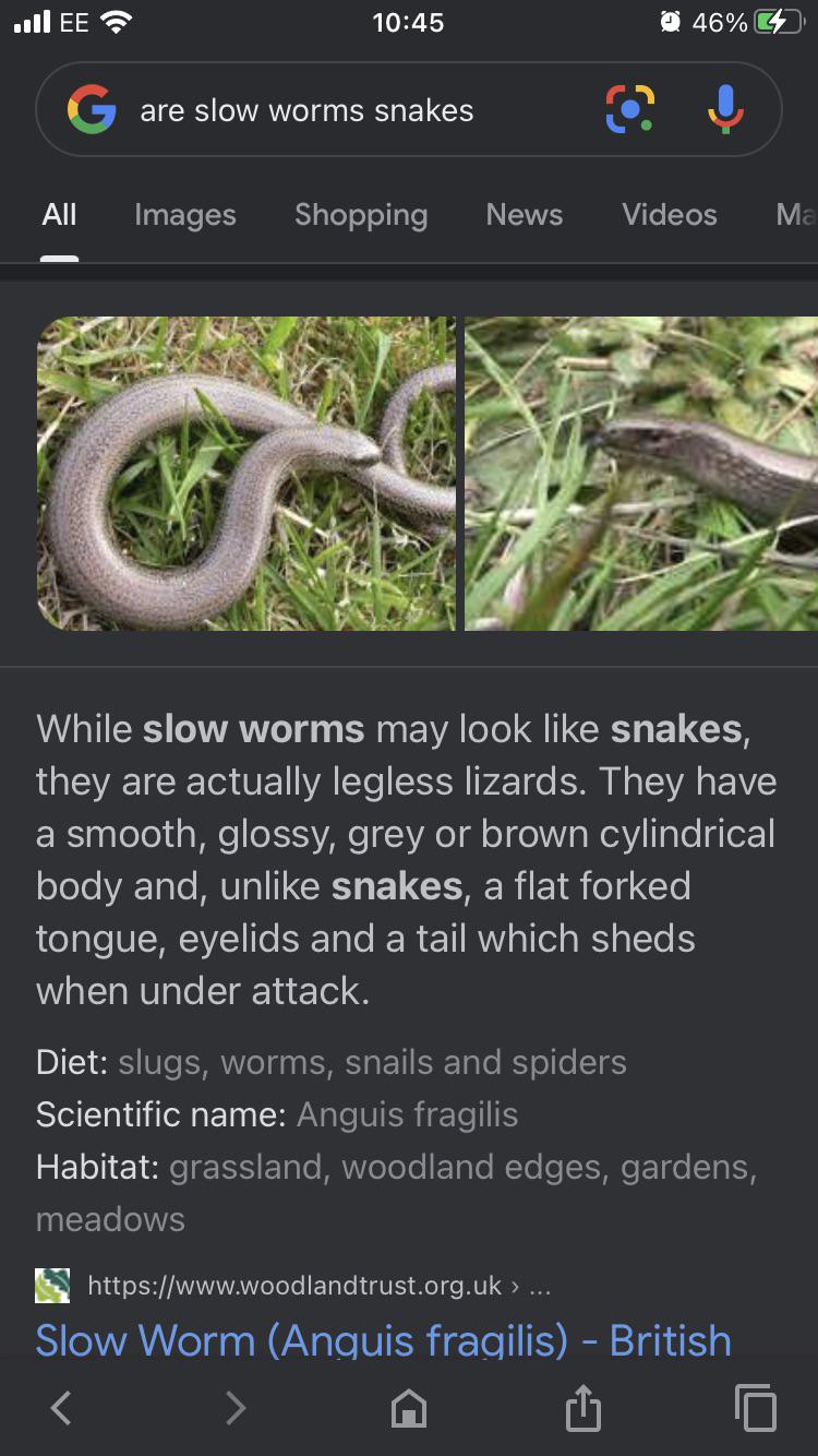 Slow worm | Scrolller