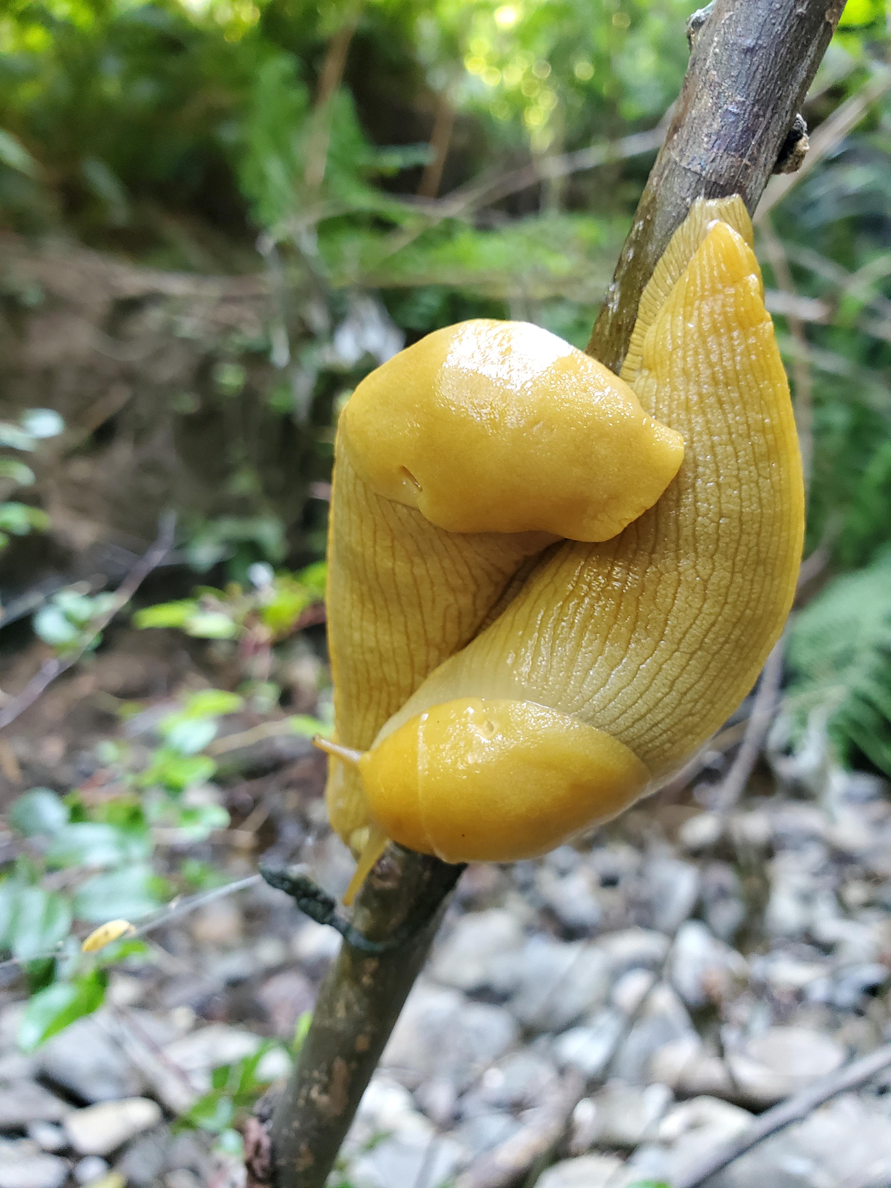 🔥 Slug Symmetry | Scrolller