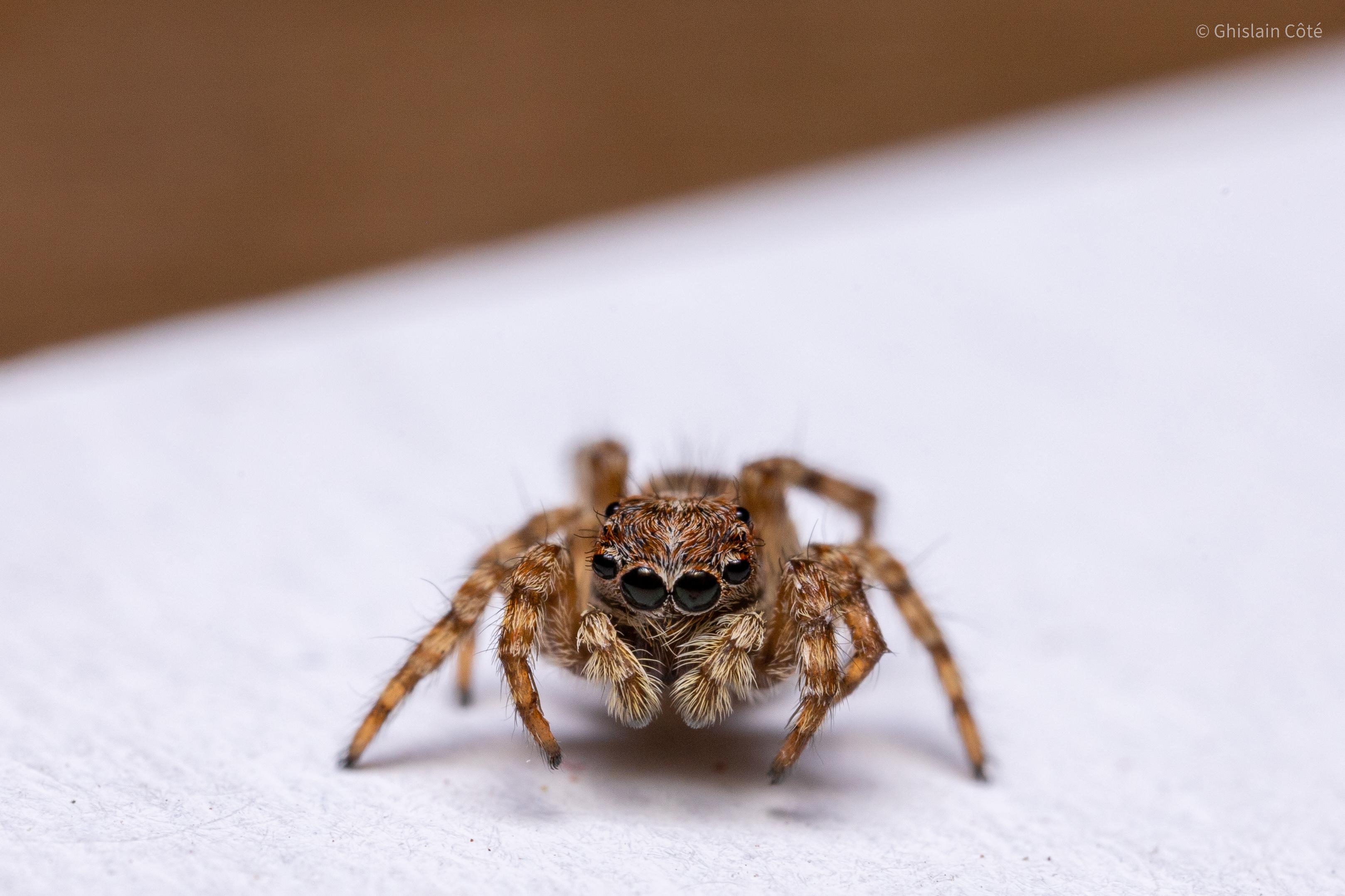 Small Jumping Spider | Scrolller