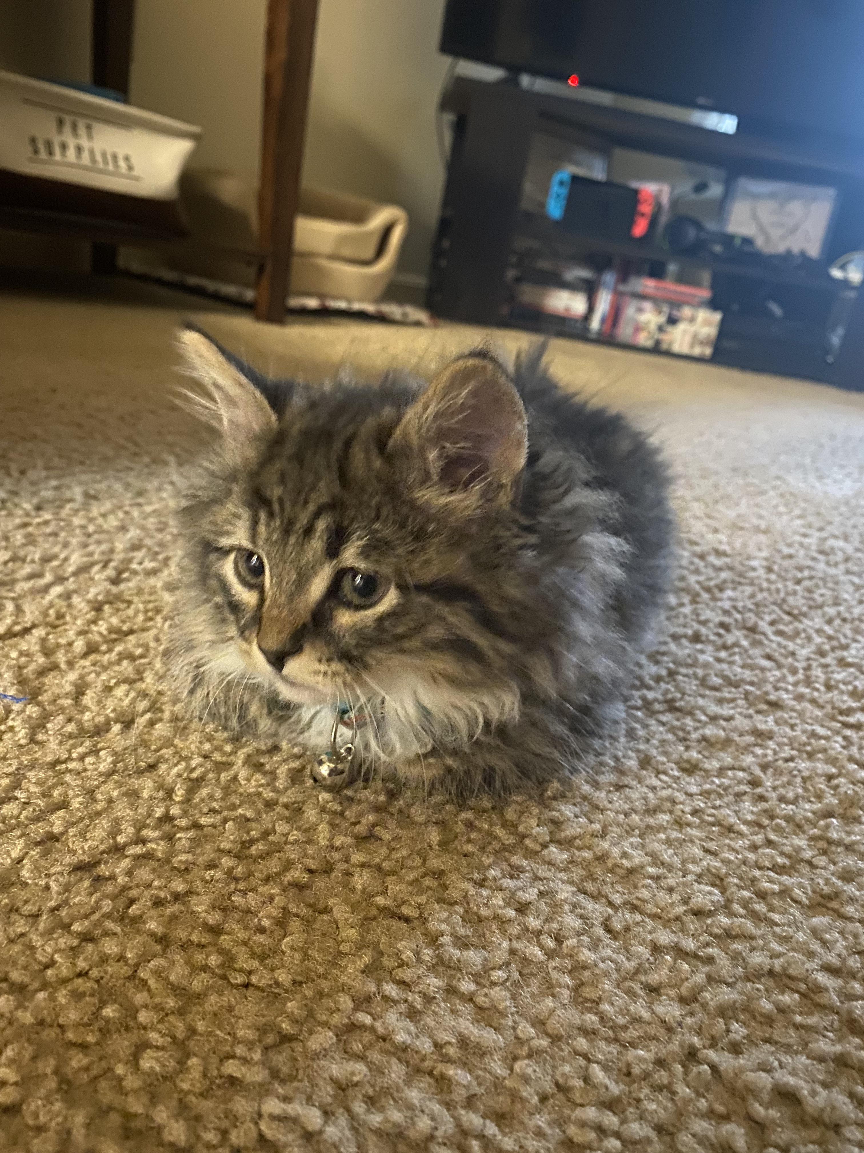 This is Binx in her loaf position :) | Scrolller